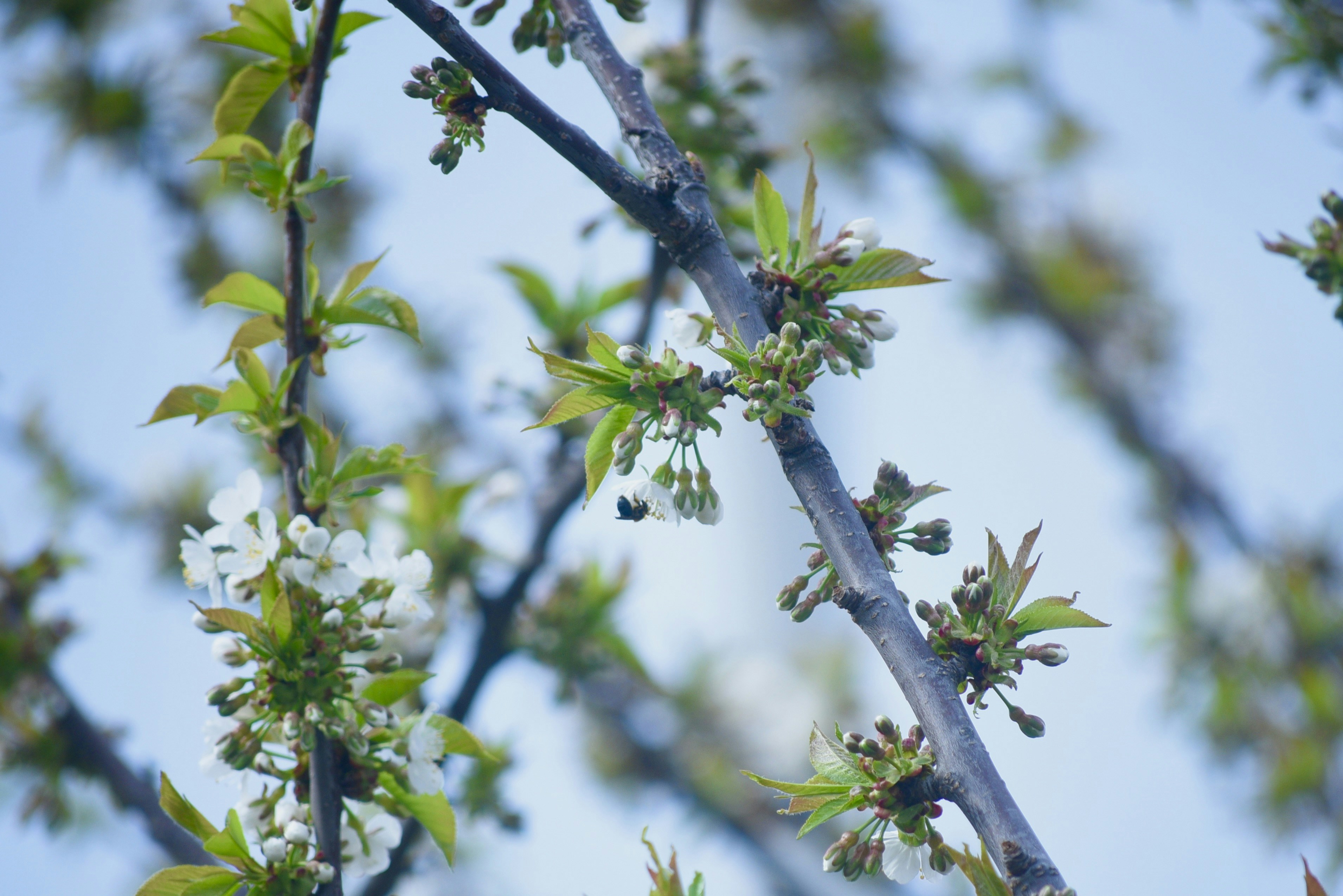 Foto Cabang-cabang pohon berbunga mekar. – Gambar Bunga Gratis di Unsplash