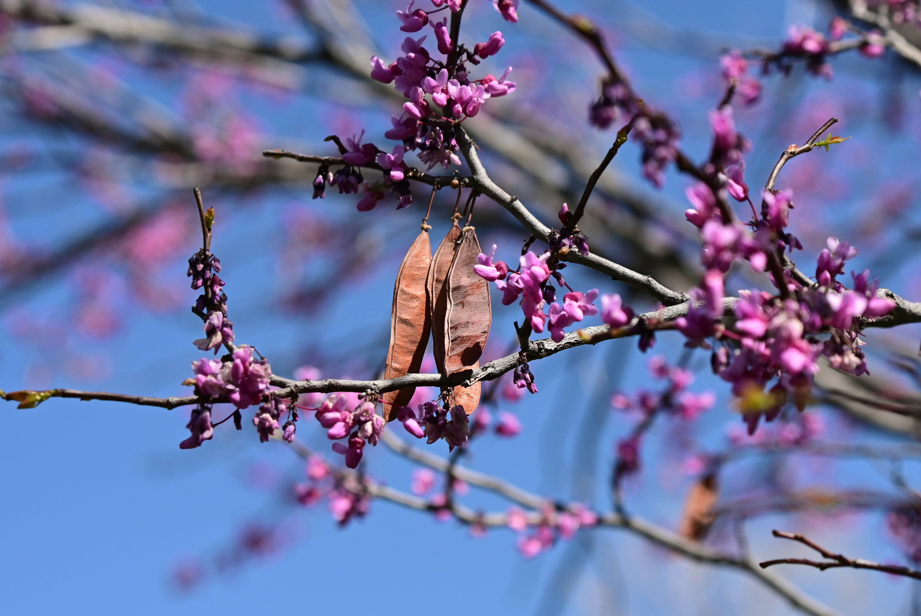 Hanging Seed Pods Amid Pink Blossoms on a Clear Spring Sky