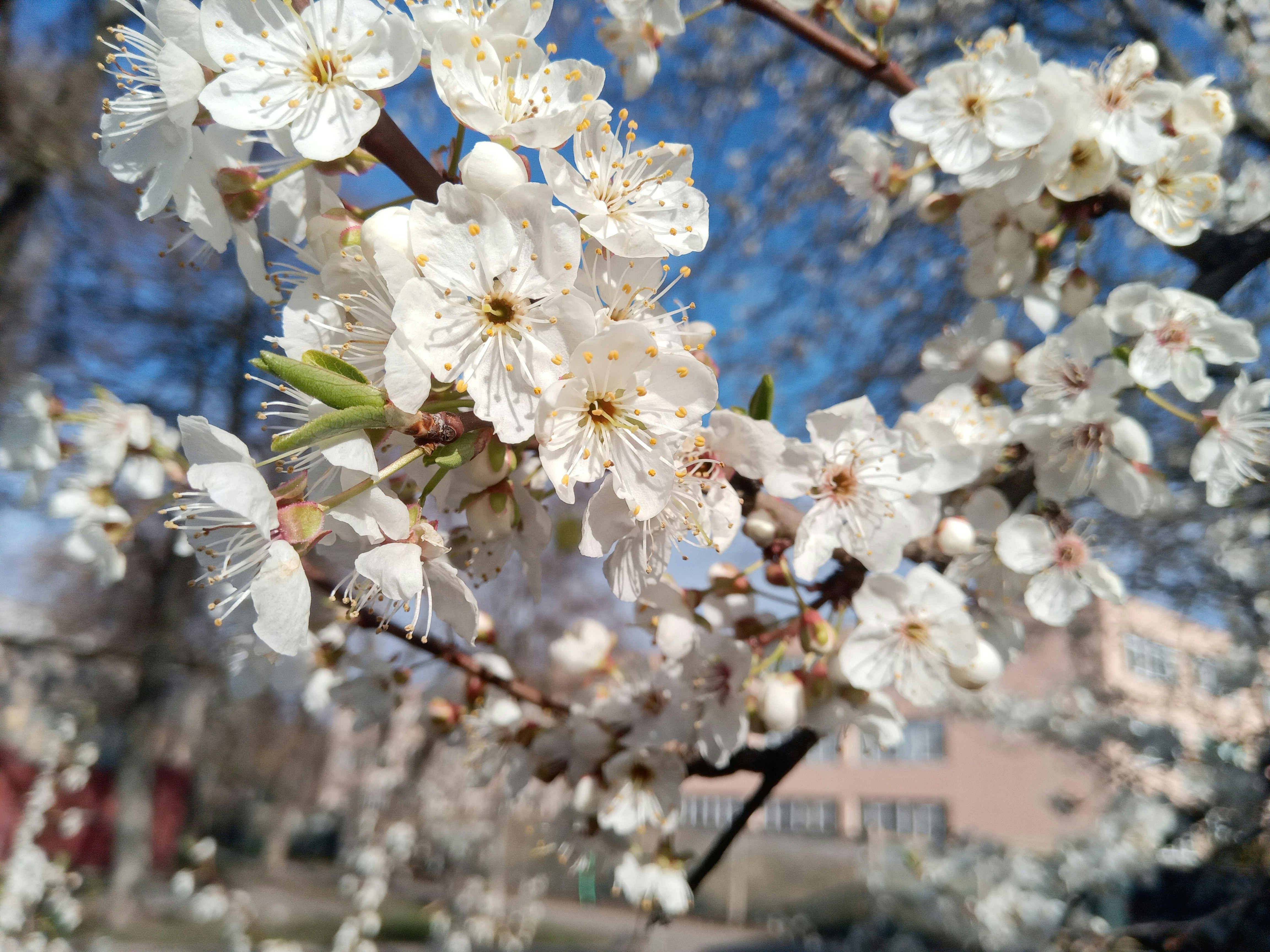 Алыча цветет после весенней метели - 12.04.2025, Киев