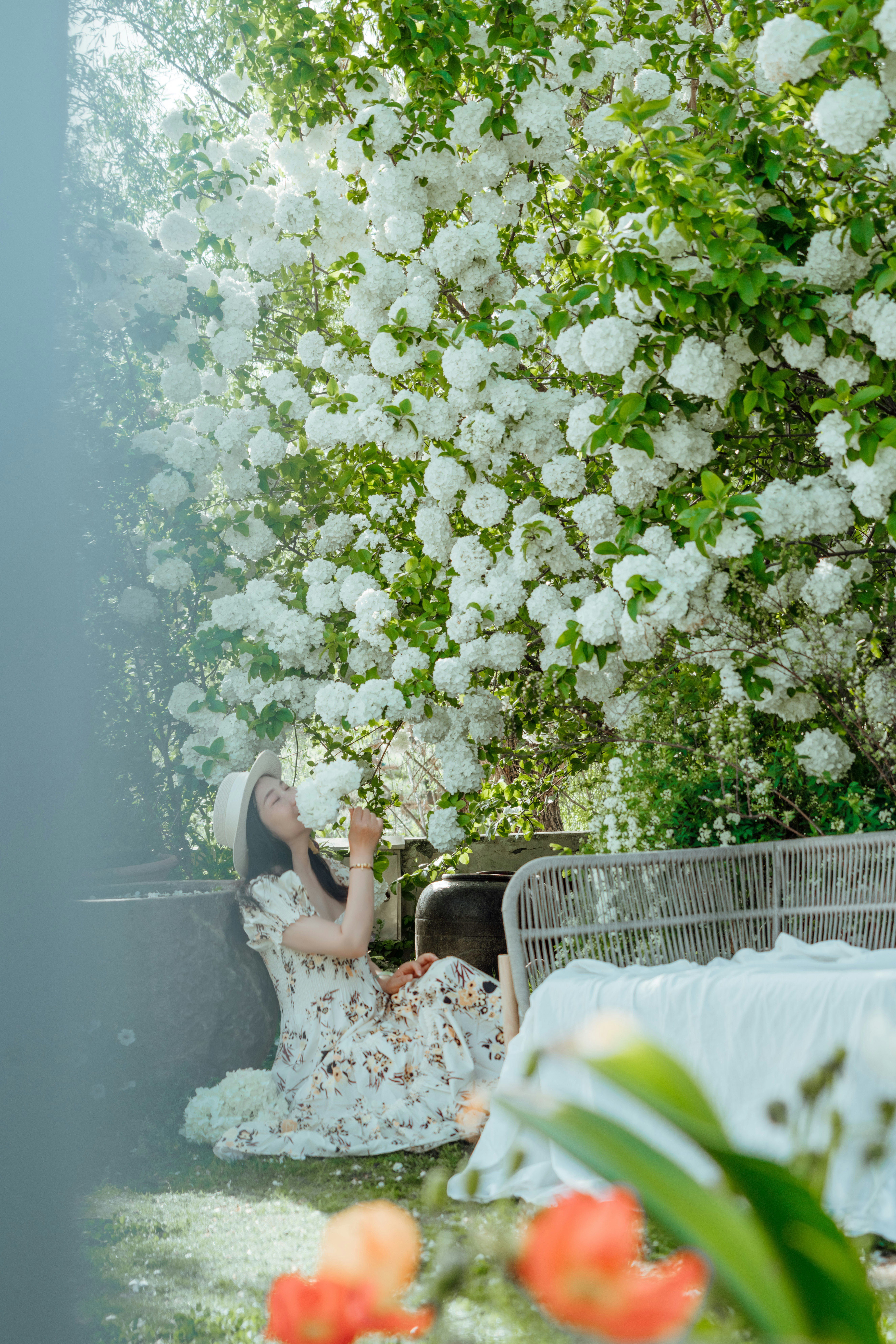 A woman lounges underneath a flowering tree. photo – Free Image on Unsplash