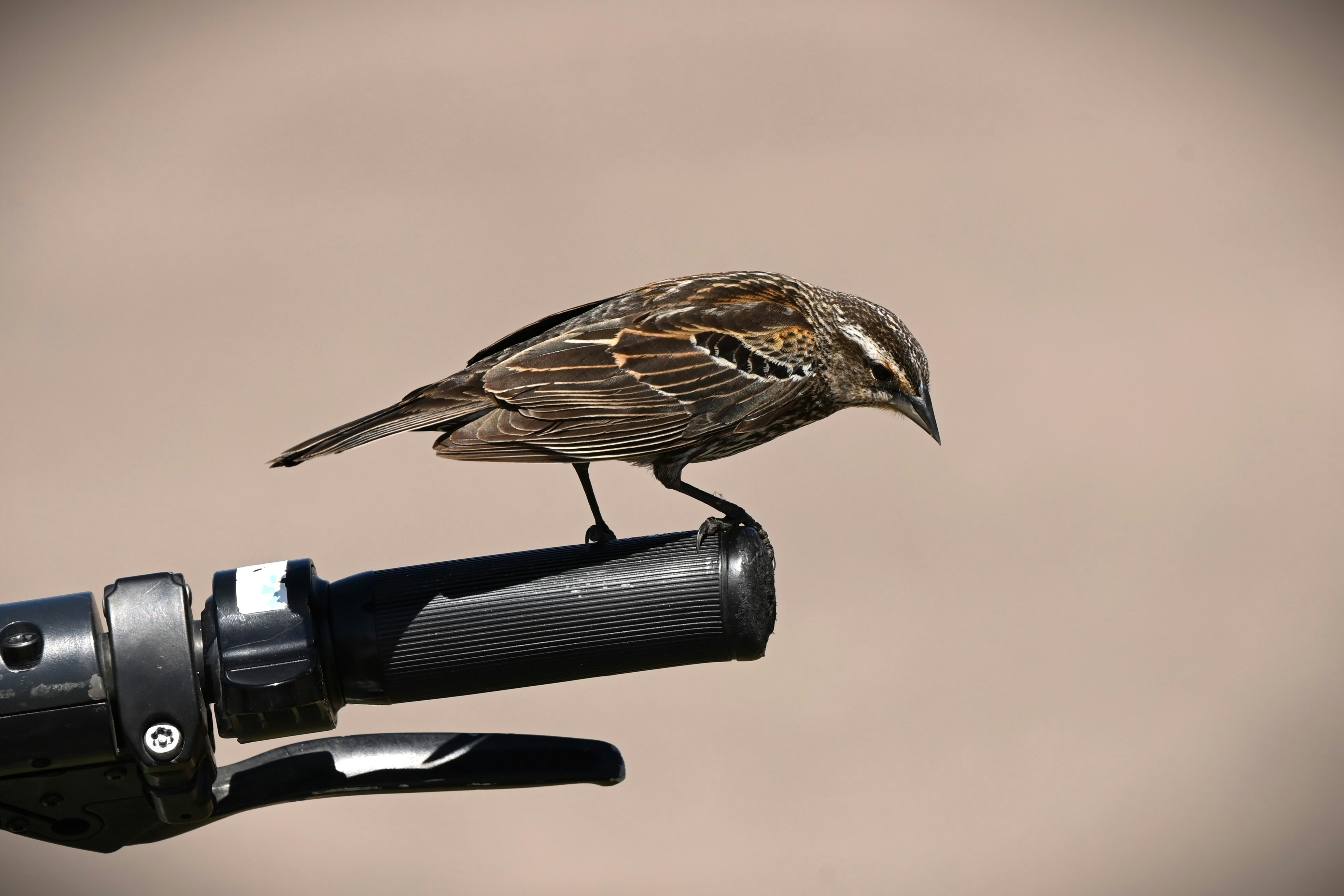 Throttle Perch: A brown sparrow surveys a quiet ride from a motorcycle handlebar