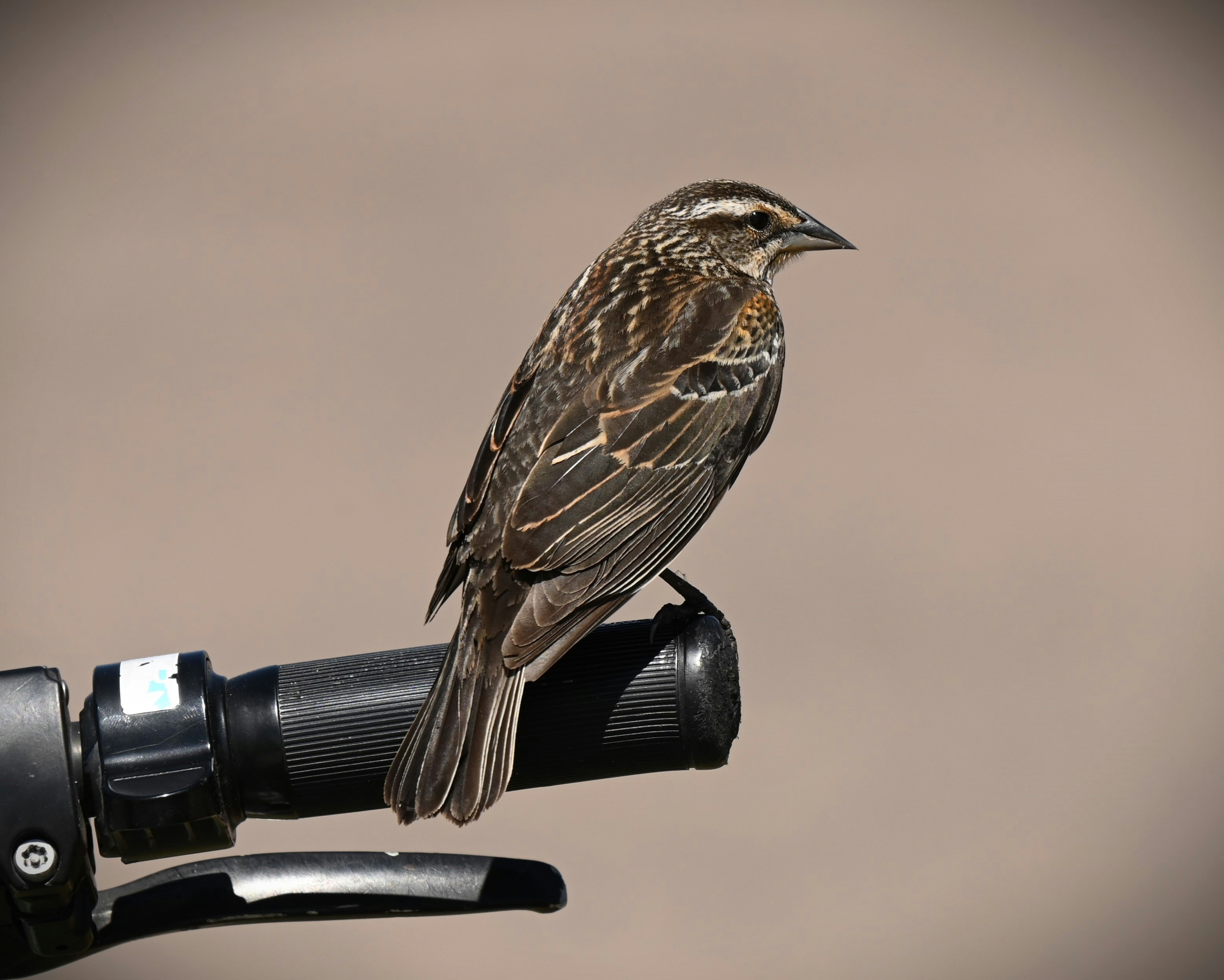 Warbler at the Edge: A Tiny Bird Commands a Camera Rig