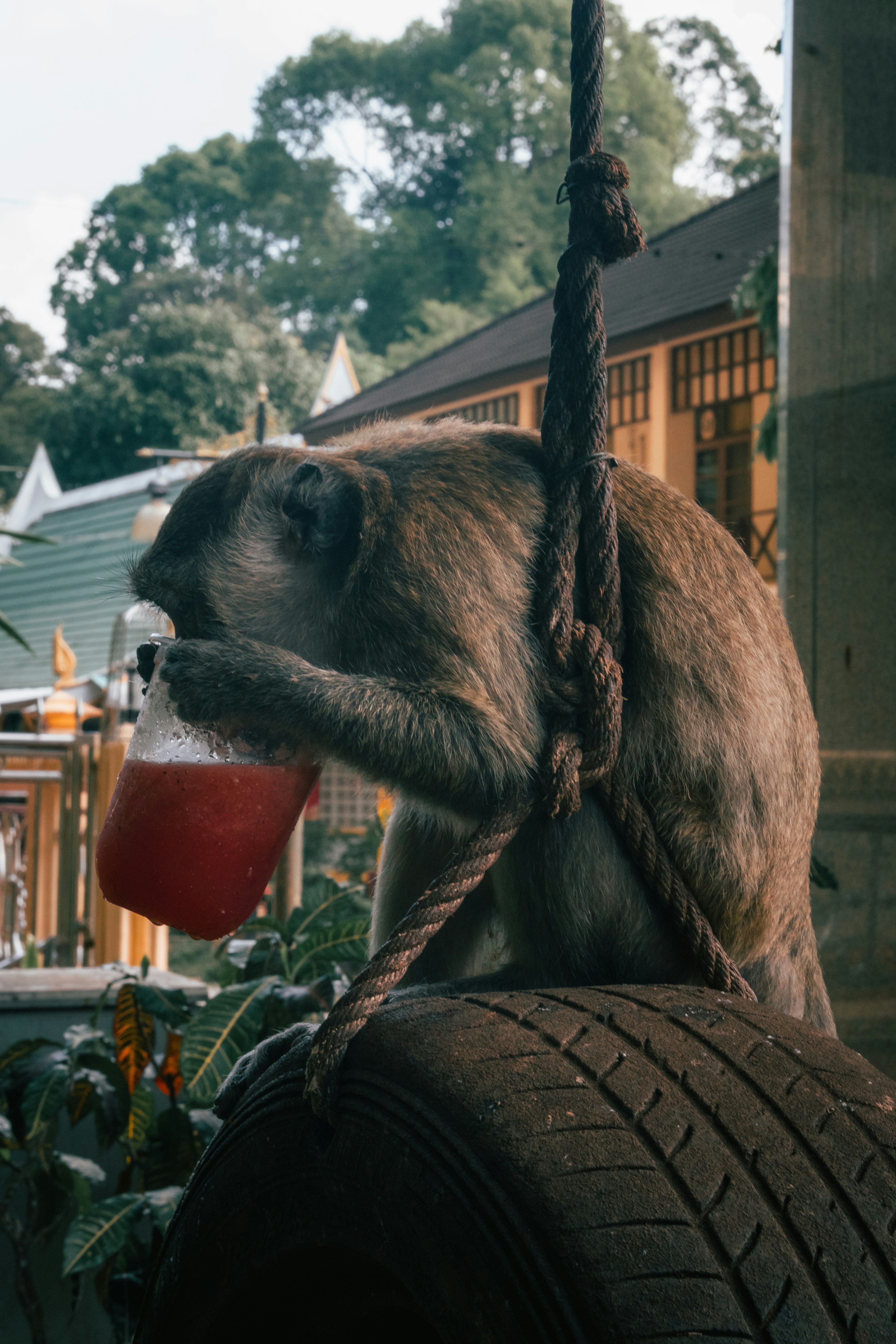 Sip of Red: A Rope-Bound Monkey at the Shrine