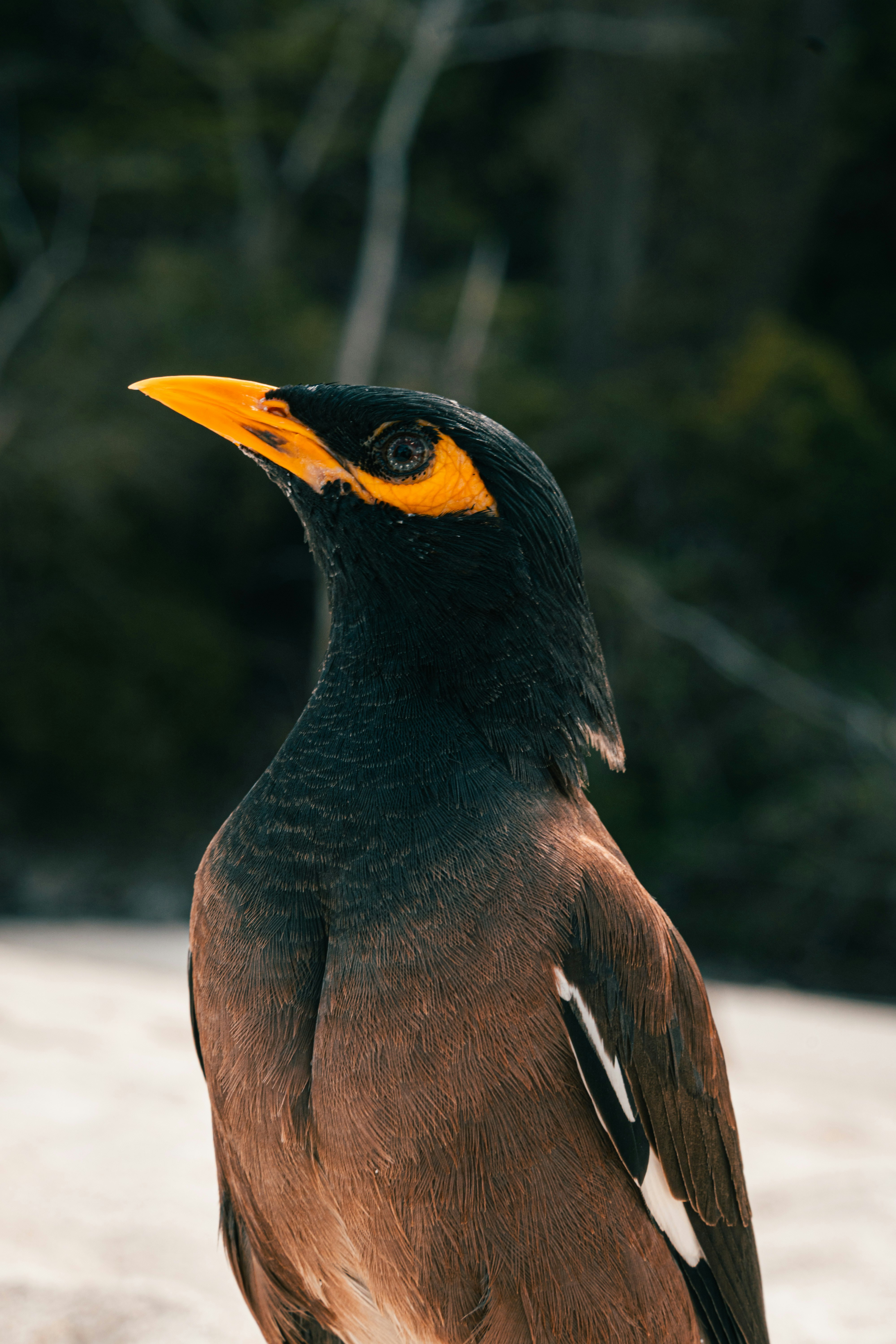 Amber Beak, Velvet Crown: Portrait of a Common Myna by the Shore