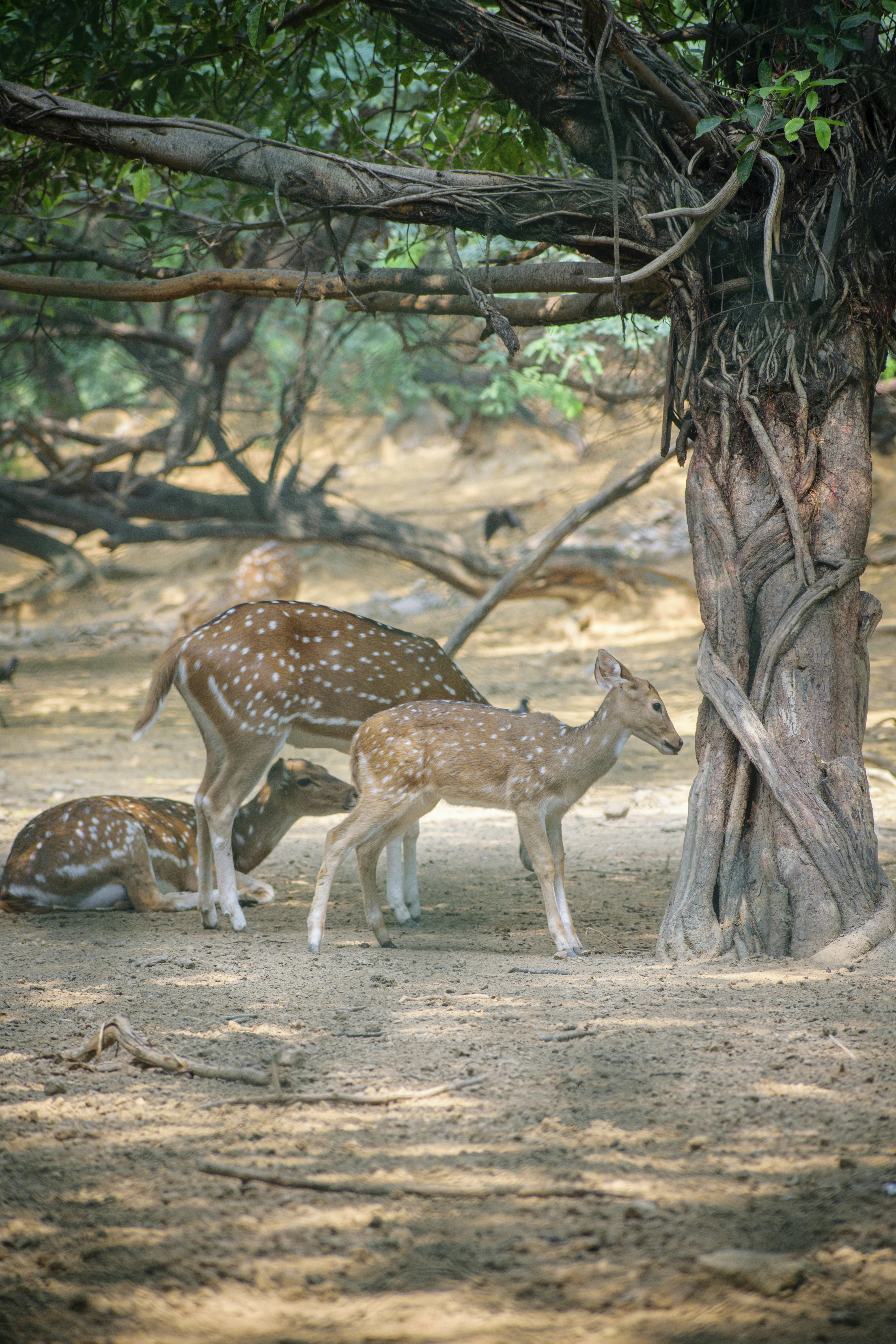Deer stand near a tree. photo – Free Portrait Image on Unsplash