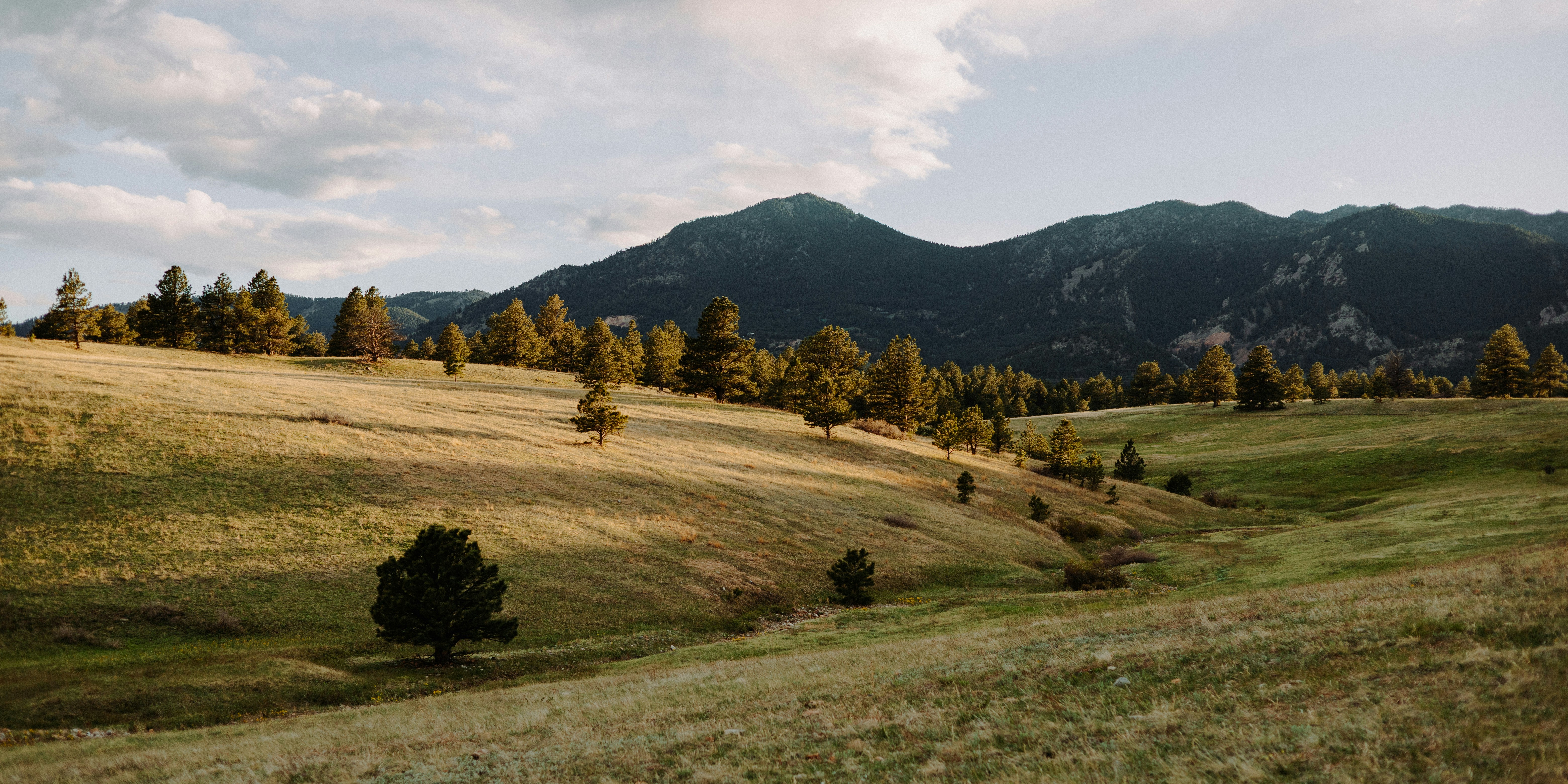Whispers of the Mountain Meadow