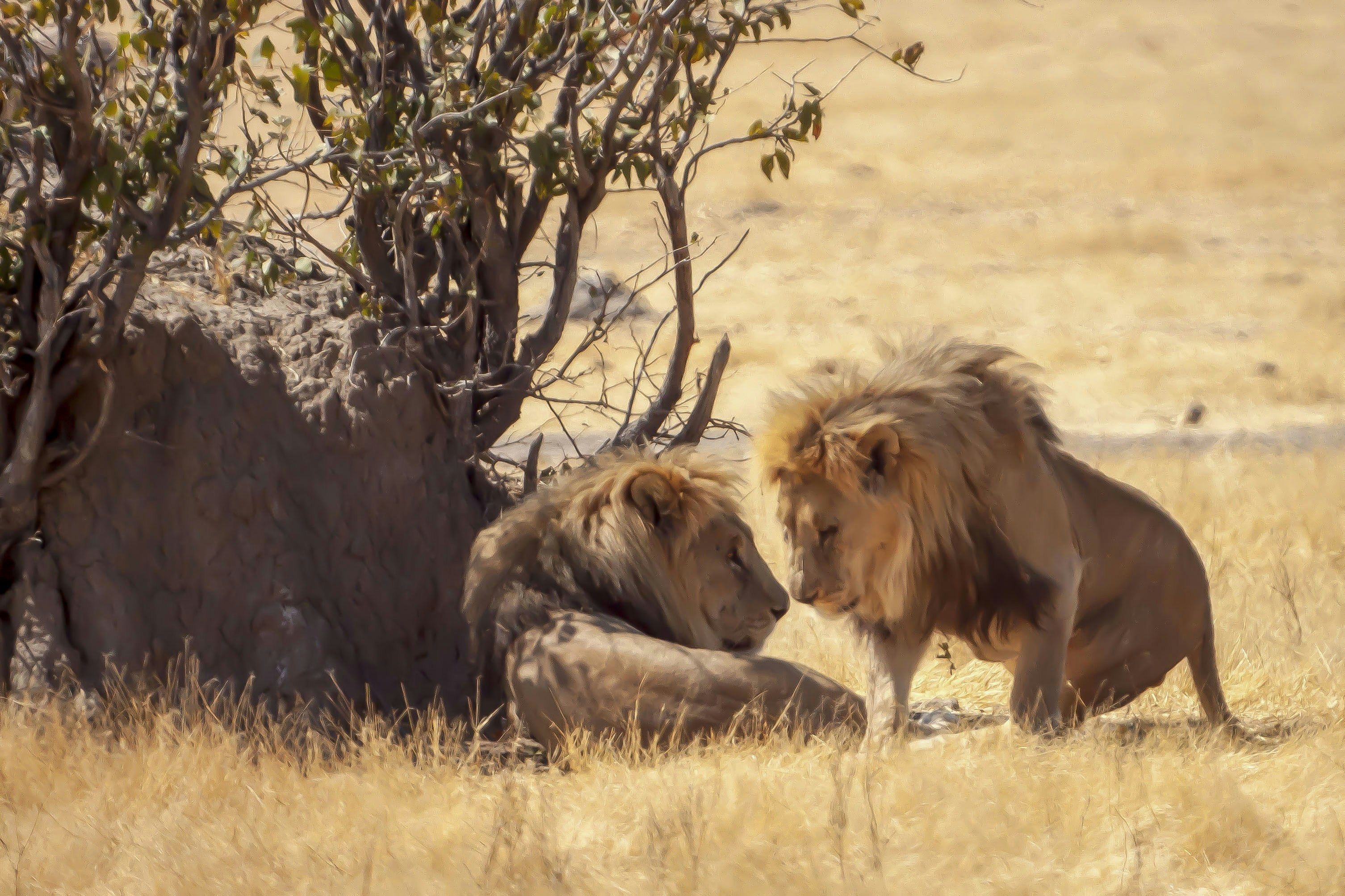Two lions resting underneath a tree. photo – Free Namibia Image on Unsplash