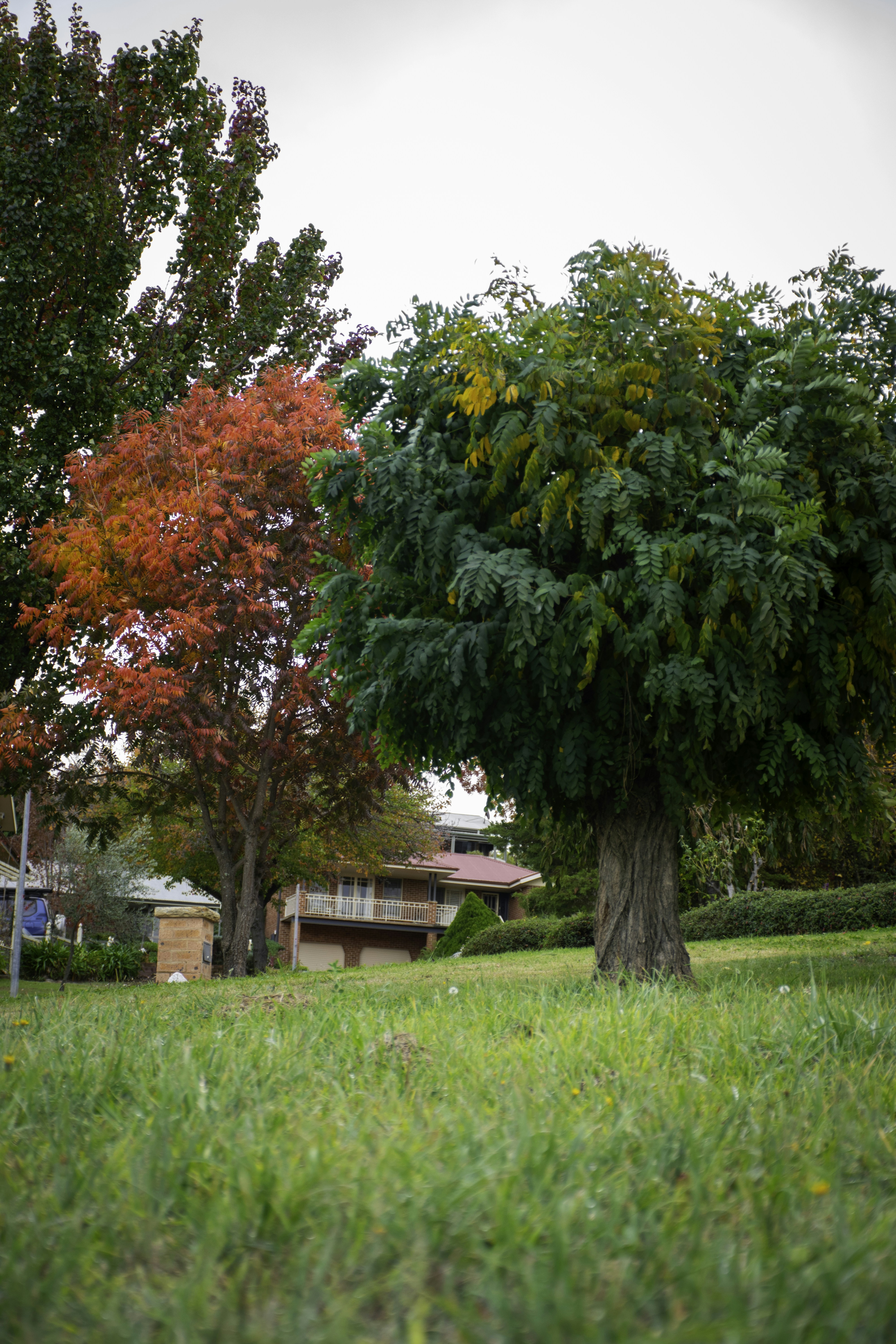 Emerald and Ruby Canopies Over a Quiet Suburban Lawn