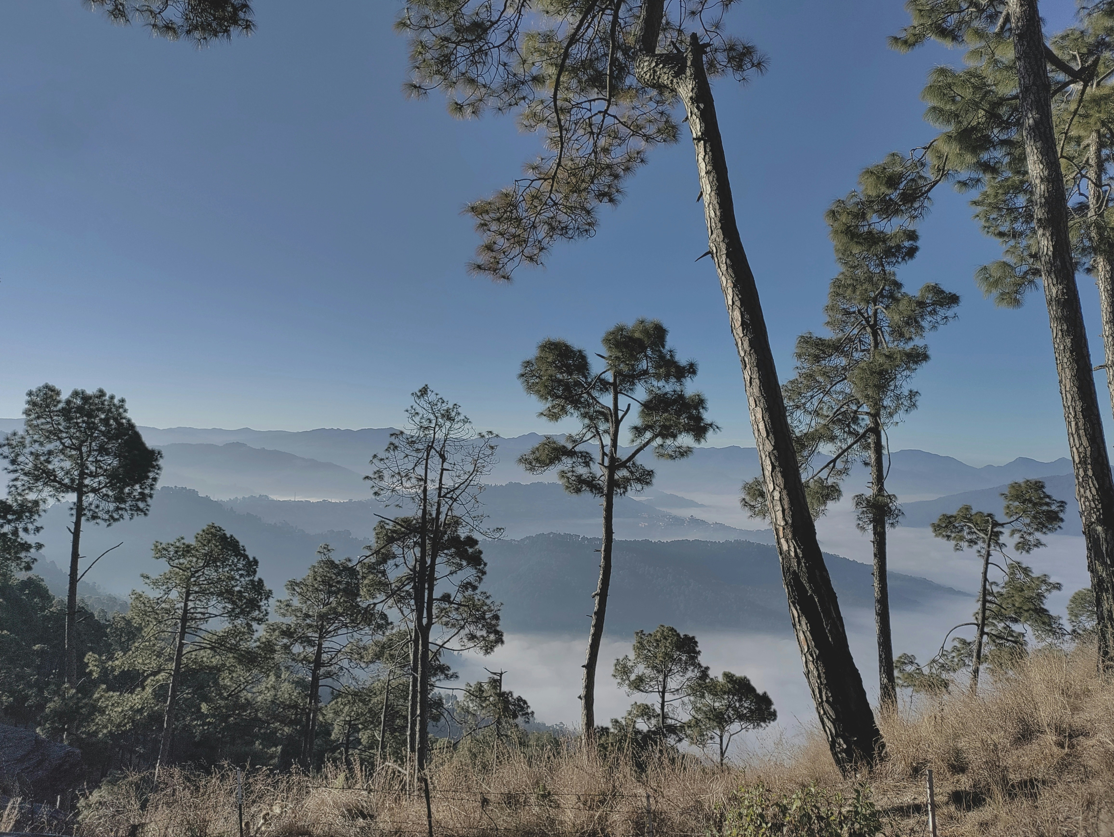 Tall pines frame a misty mountain ridge under a clear blue sky. This landscape photograph emphasizes depth and atmospheric perspective.