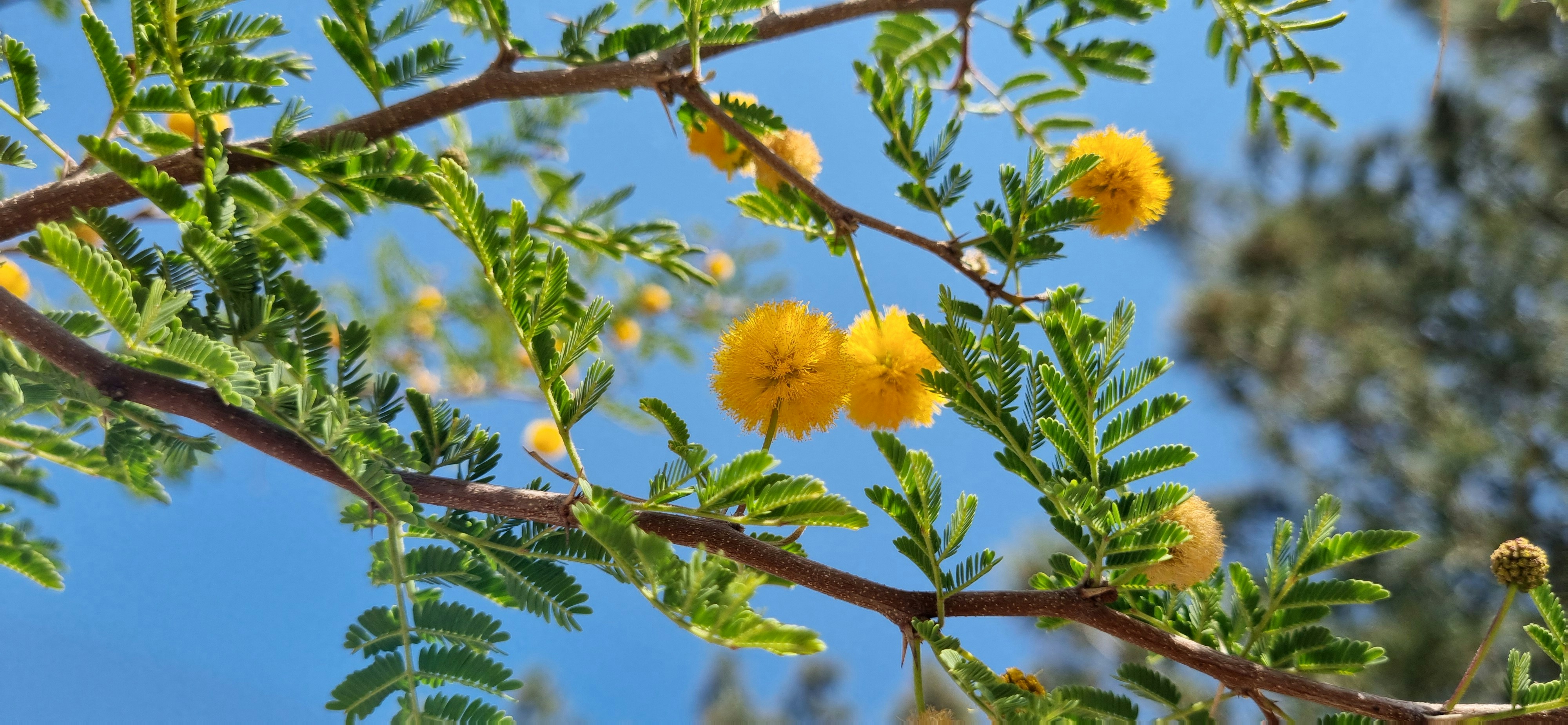 Golden Pom-Poms on Lacy Green Fronds Against a Cerulean Sky