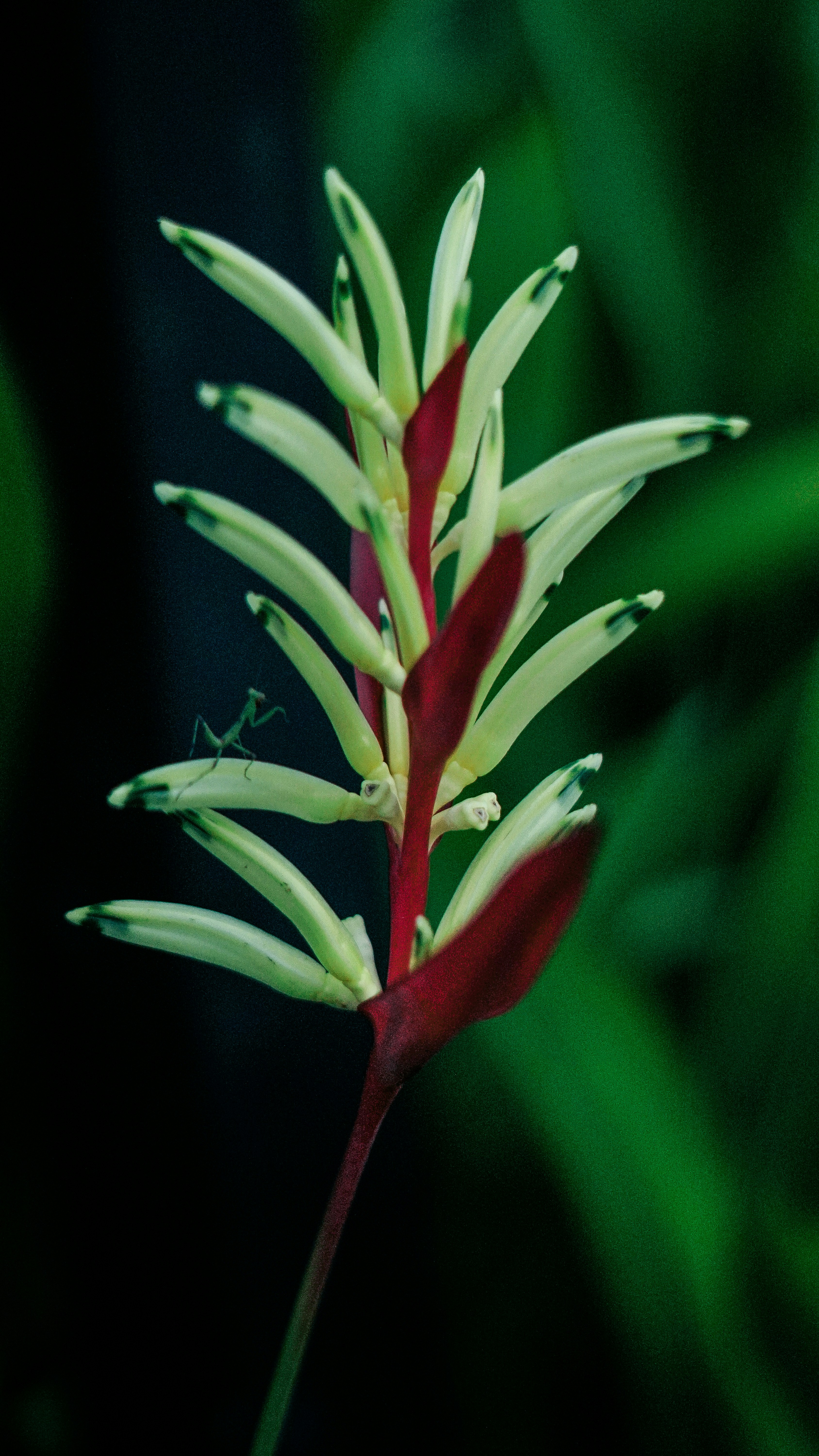 Crimson Stalk, Lime Spikes: A Heliconia Macro