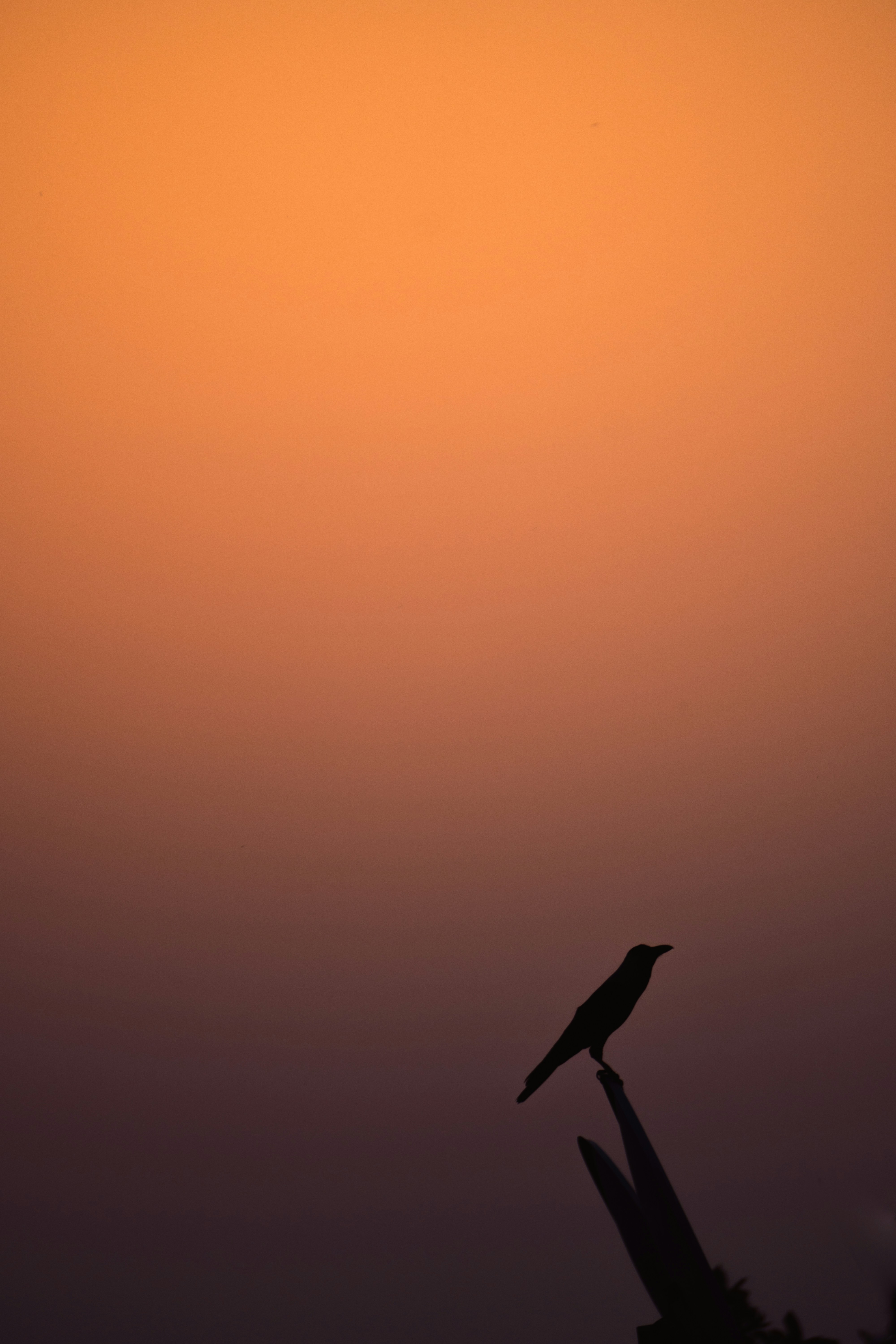 Emberbound Silhouette: A lone bird perched on a reed at dusk