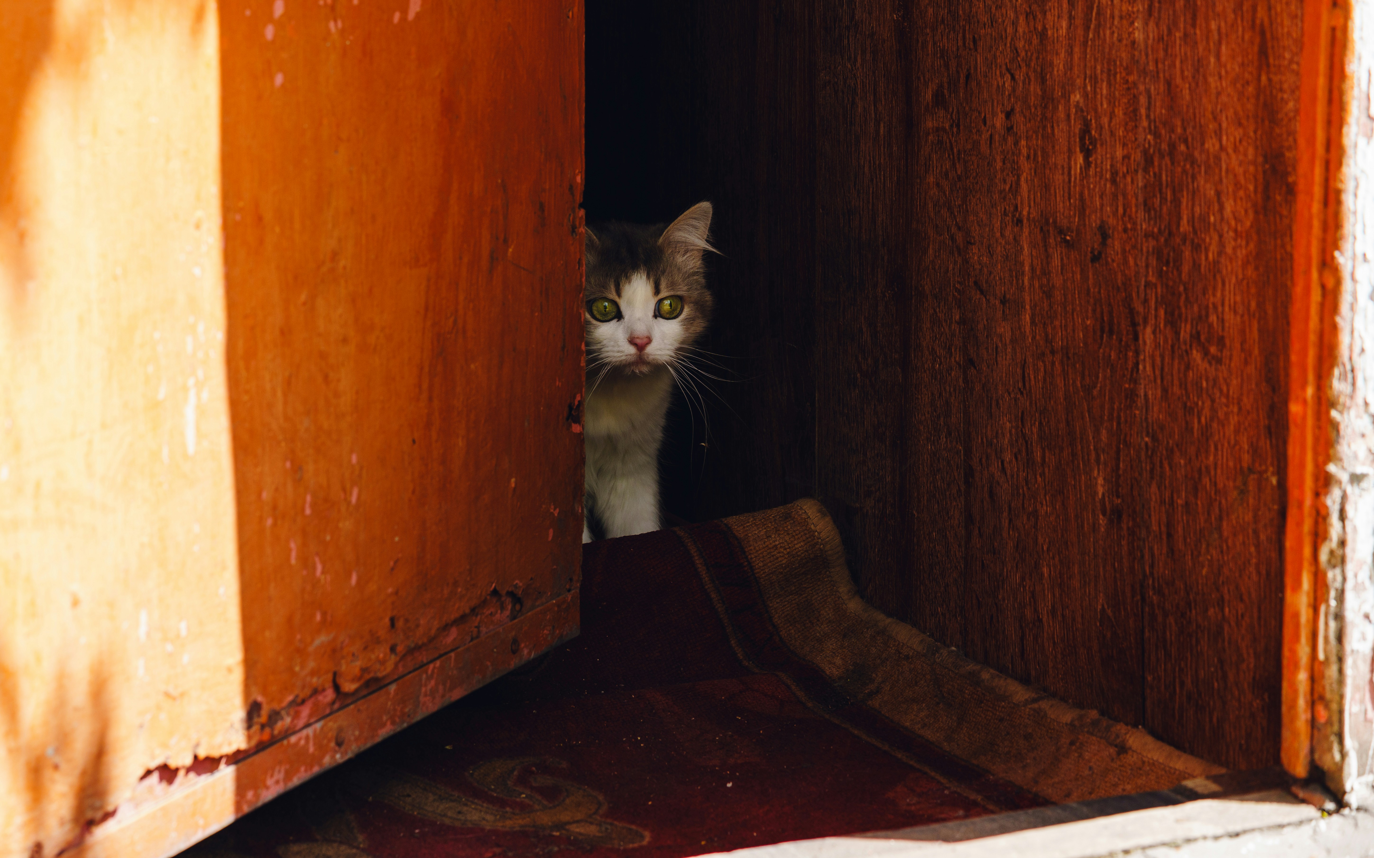 Whiskered Watcher: A Glimpse into Curiosity