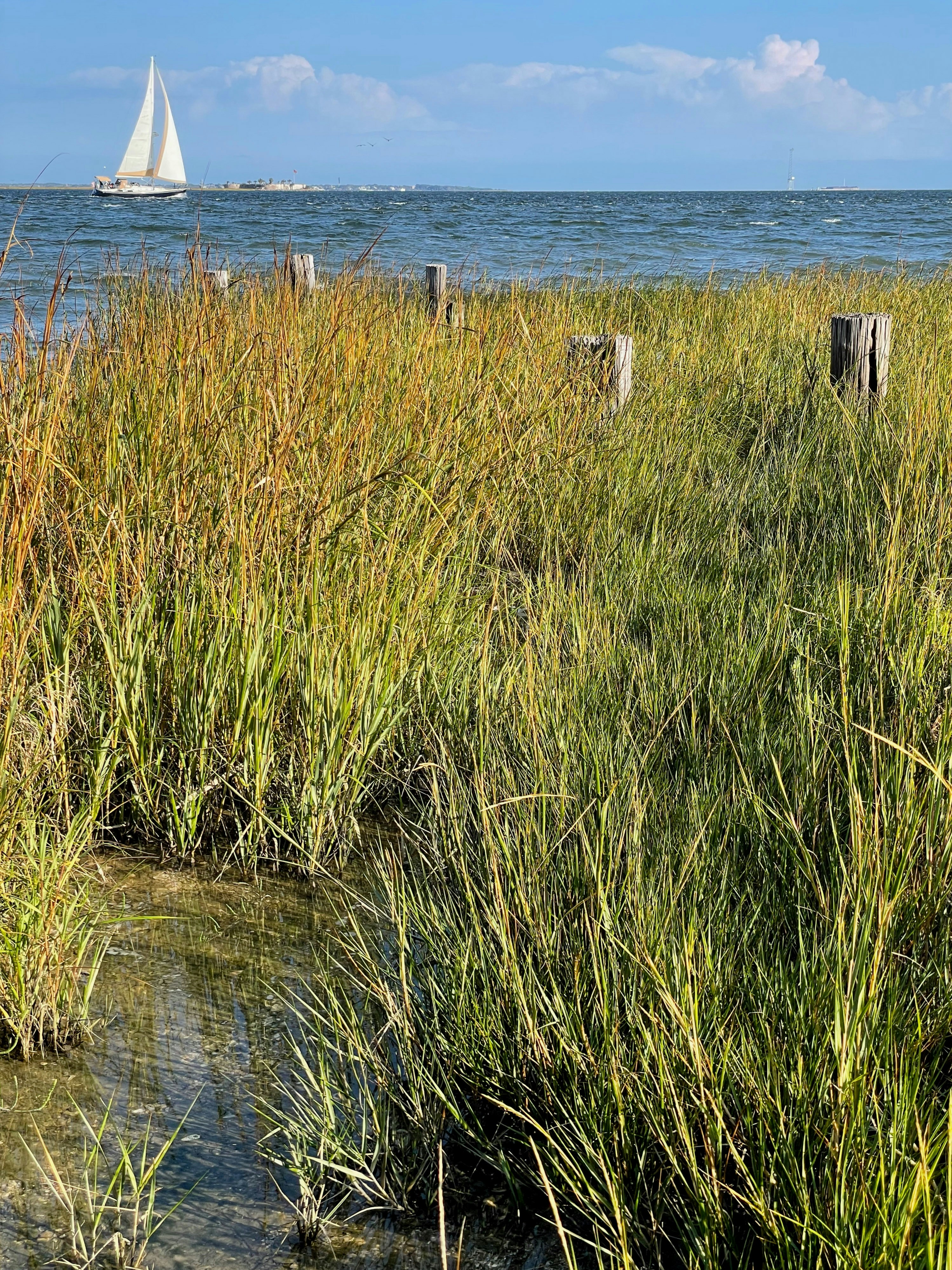 Sailboat on the Horizon Framed by Coastal Reeds