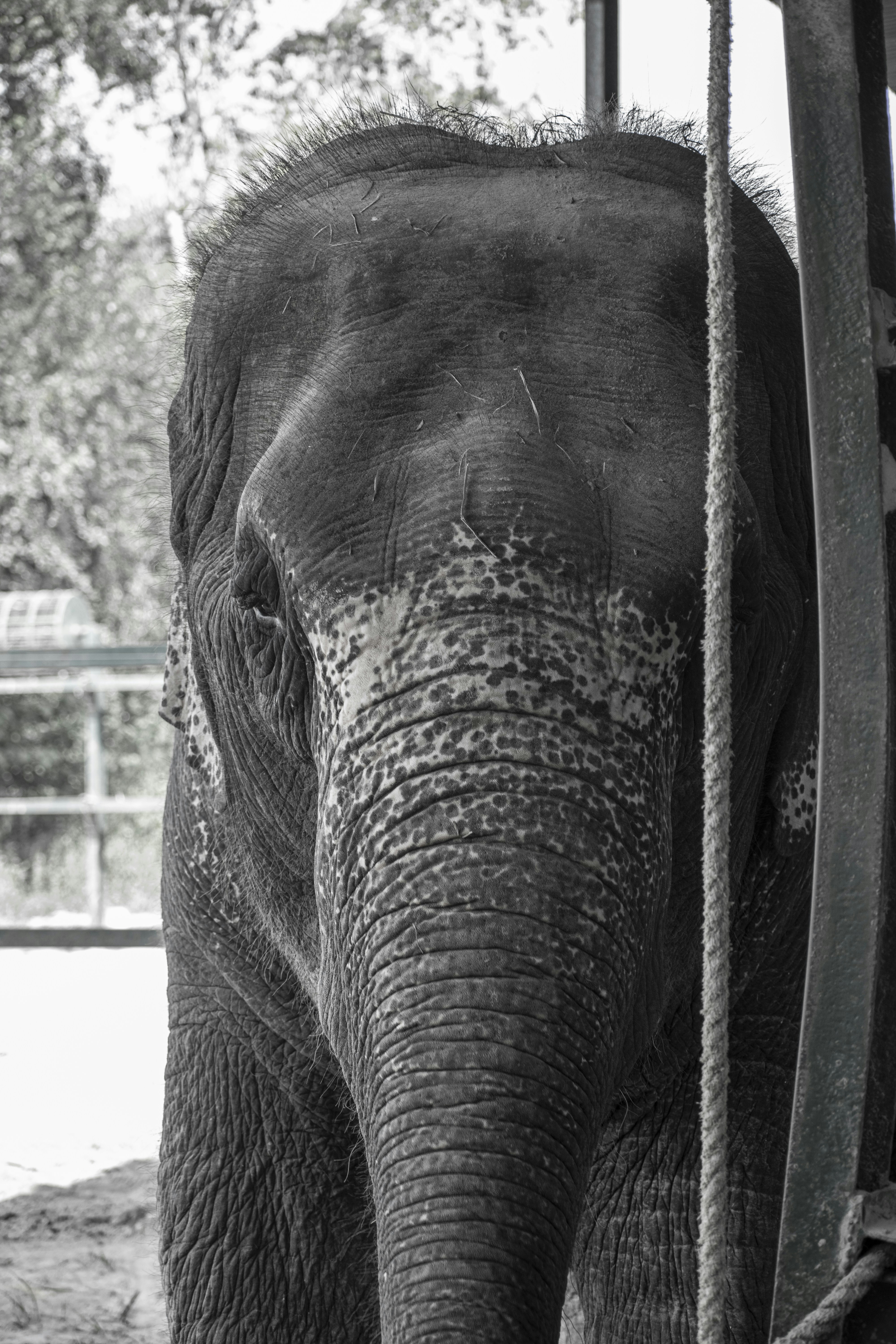 The Gentle Giant's Gaze