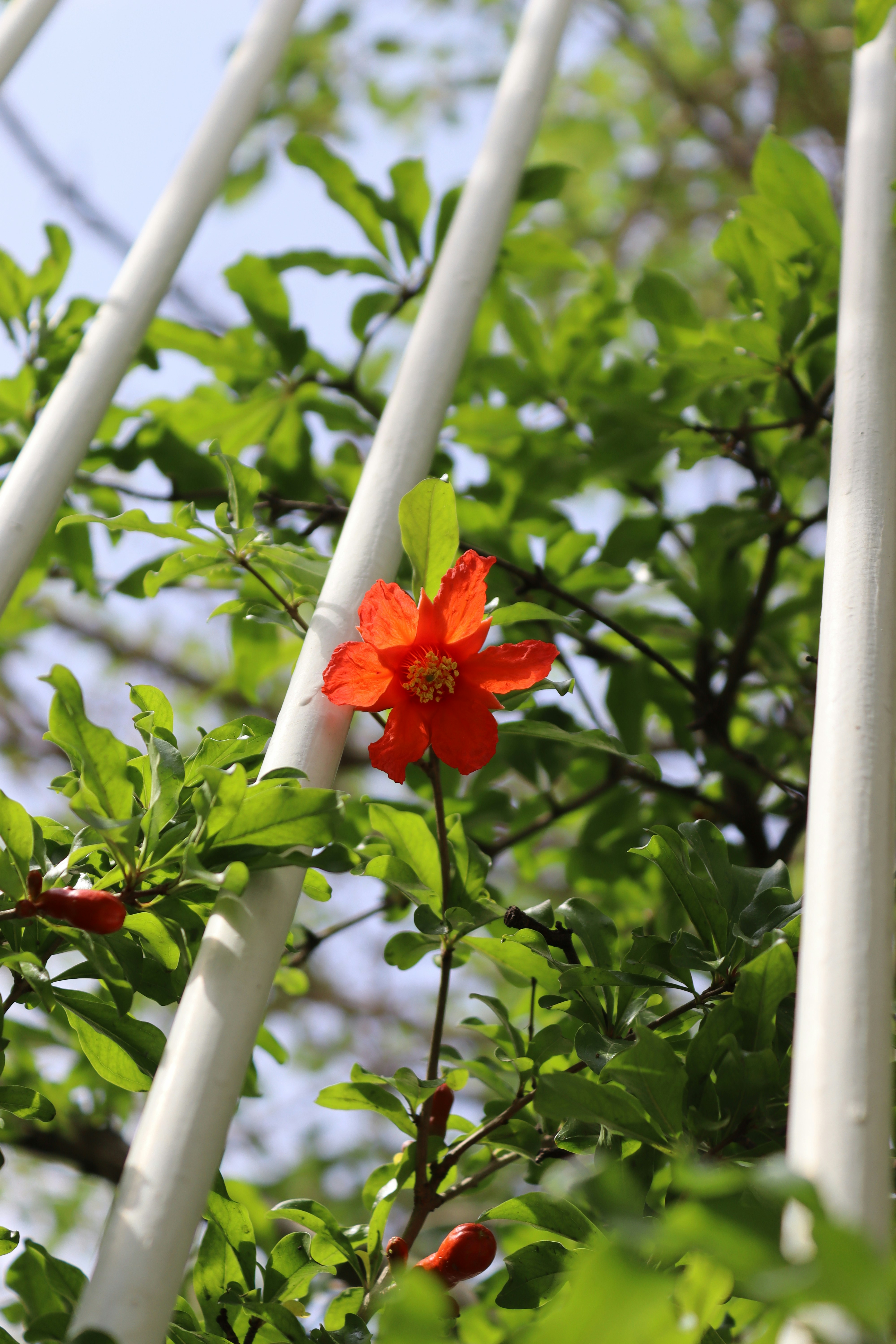 Crimson Blossom Framed by White Rails