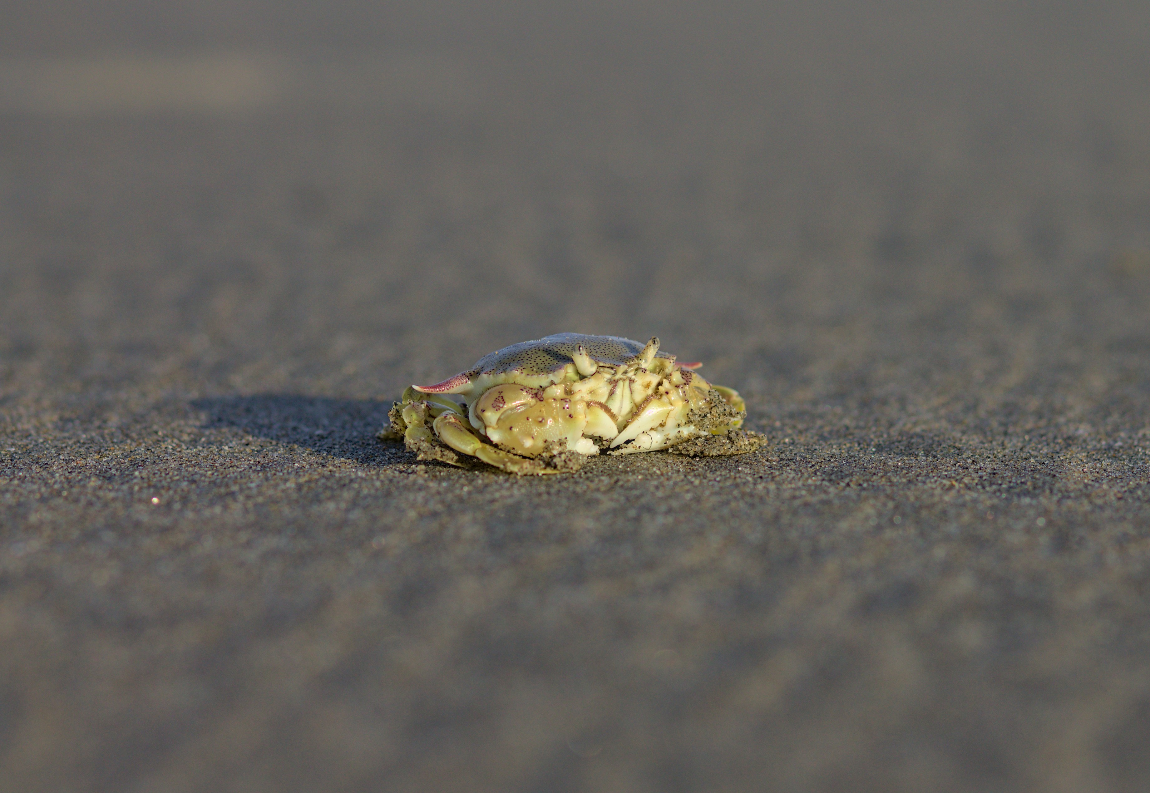 The Resilient Wanderer: A Crab's Journey Across the Sands