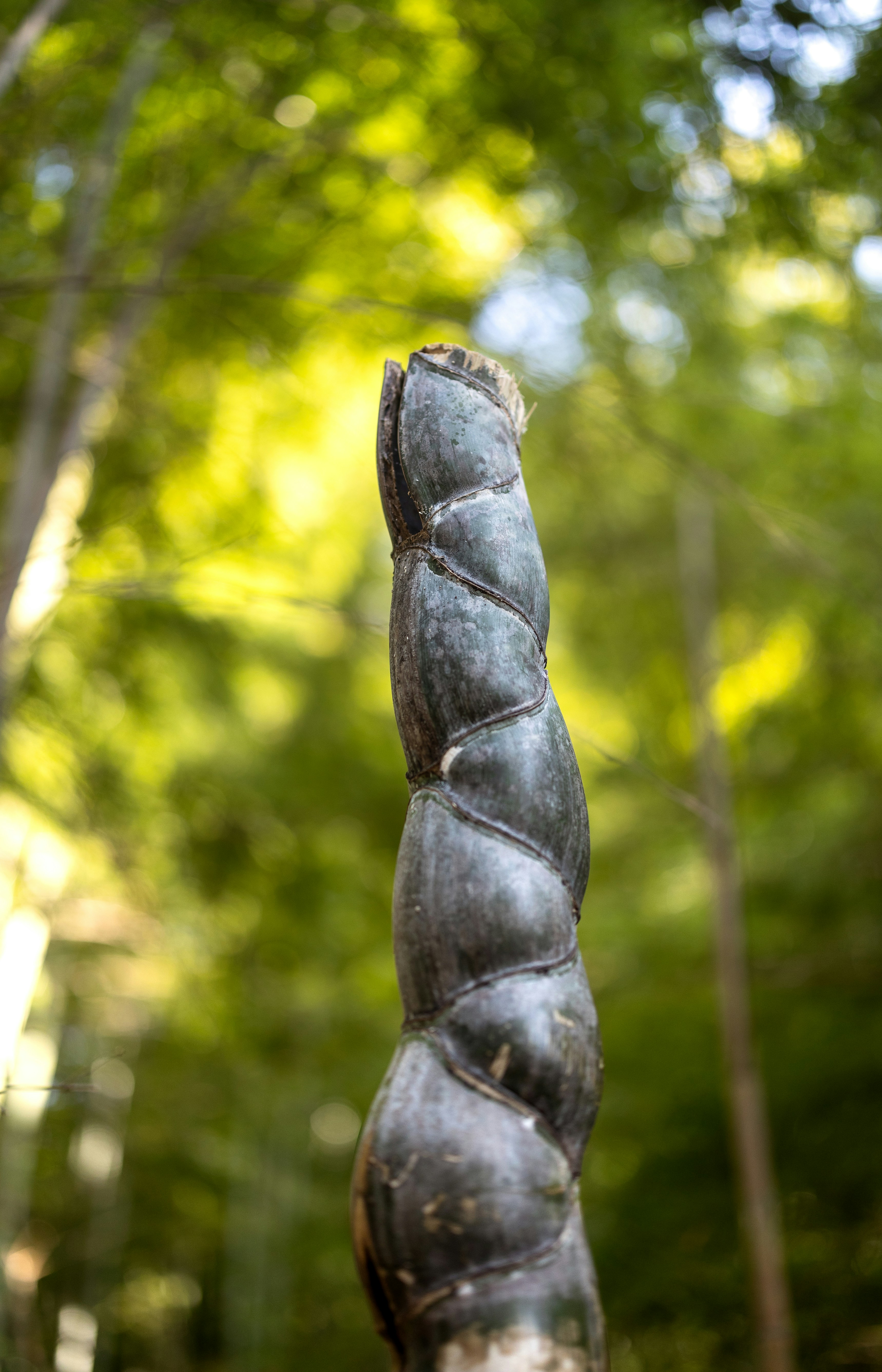 Spiral Wooden Spine Reaching Toward the Light