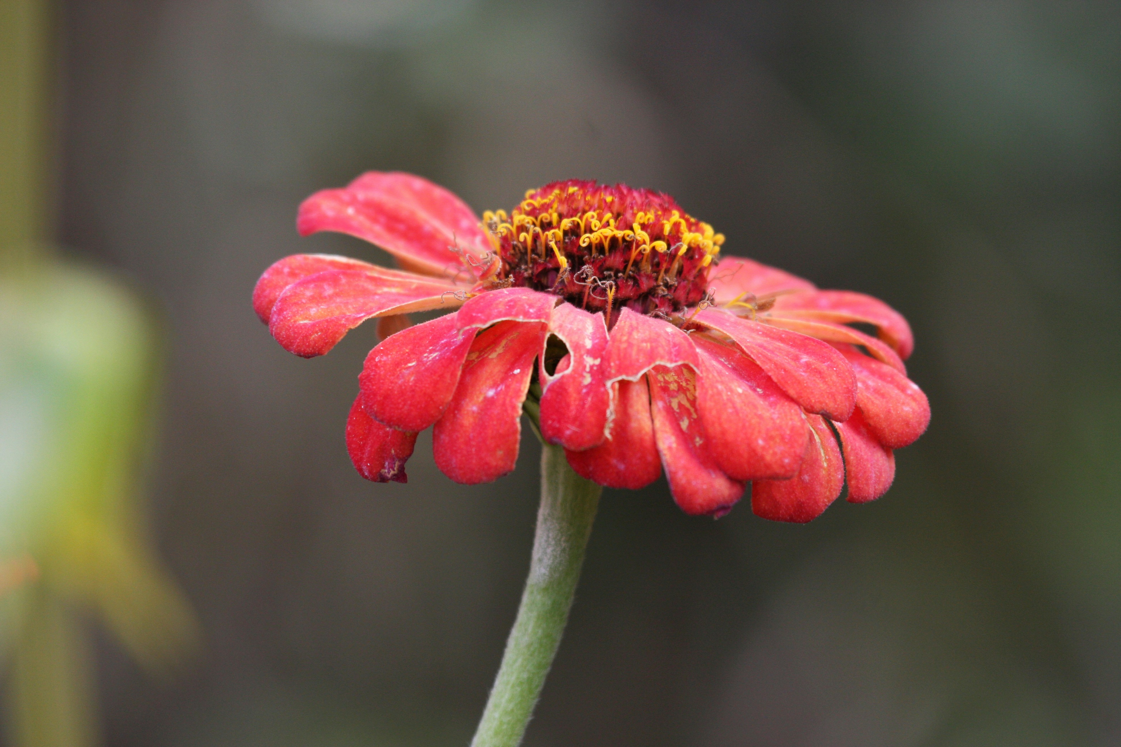 Crimson Zinnia in Soft Focus: a solitary bloom against a velvet backdrop