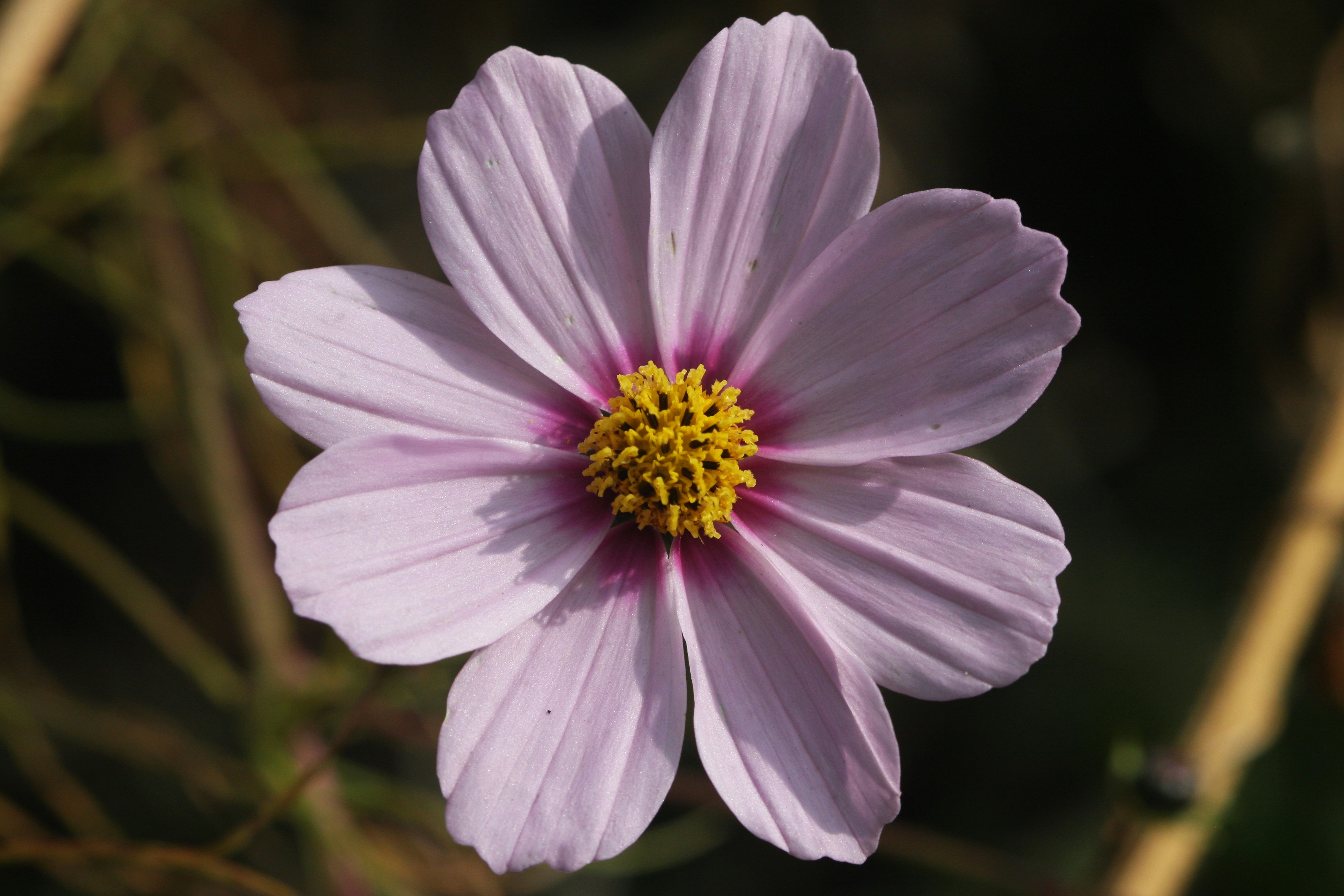 Petal Bloom in Soft Focus: A Lavender-Cashmere Cosmos