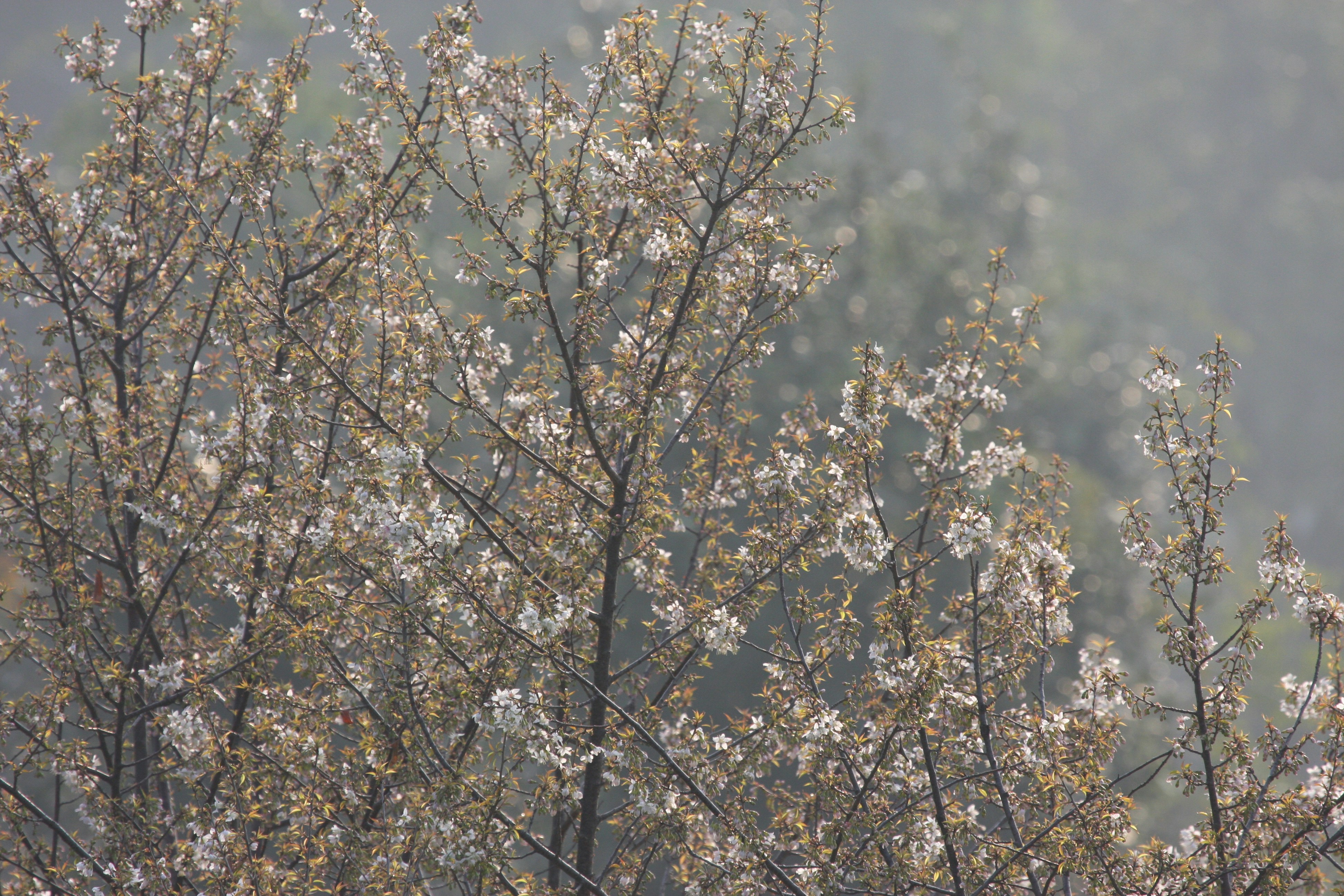 Mist-Dusted Blossoms Between Quiet Spring Branches