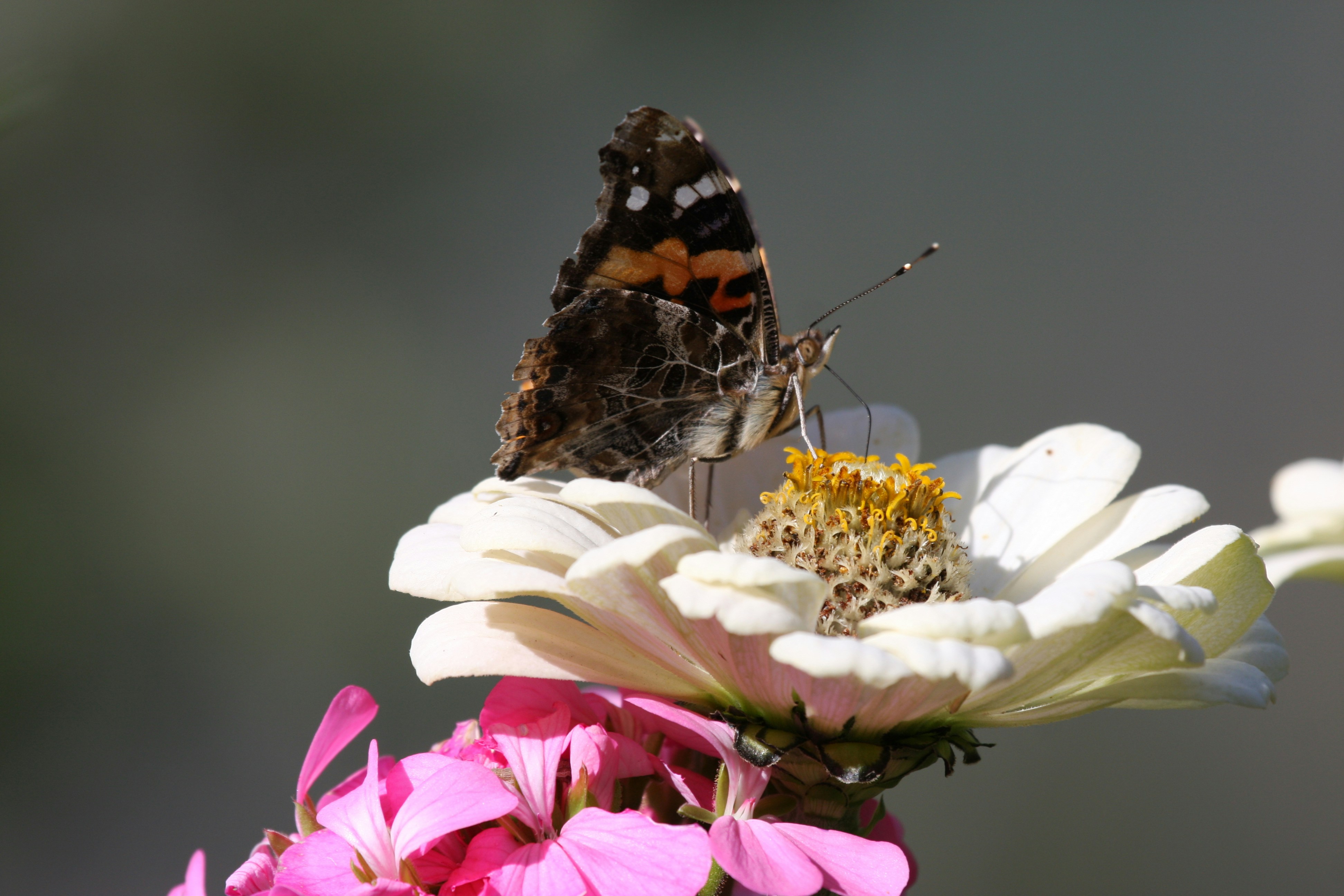 Butterfly on a White Flower Pierced by Morning Light