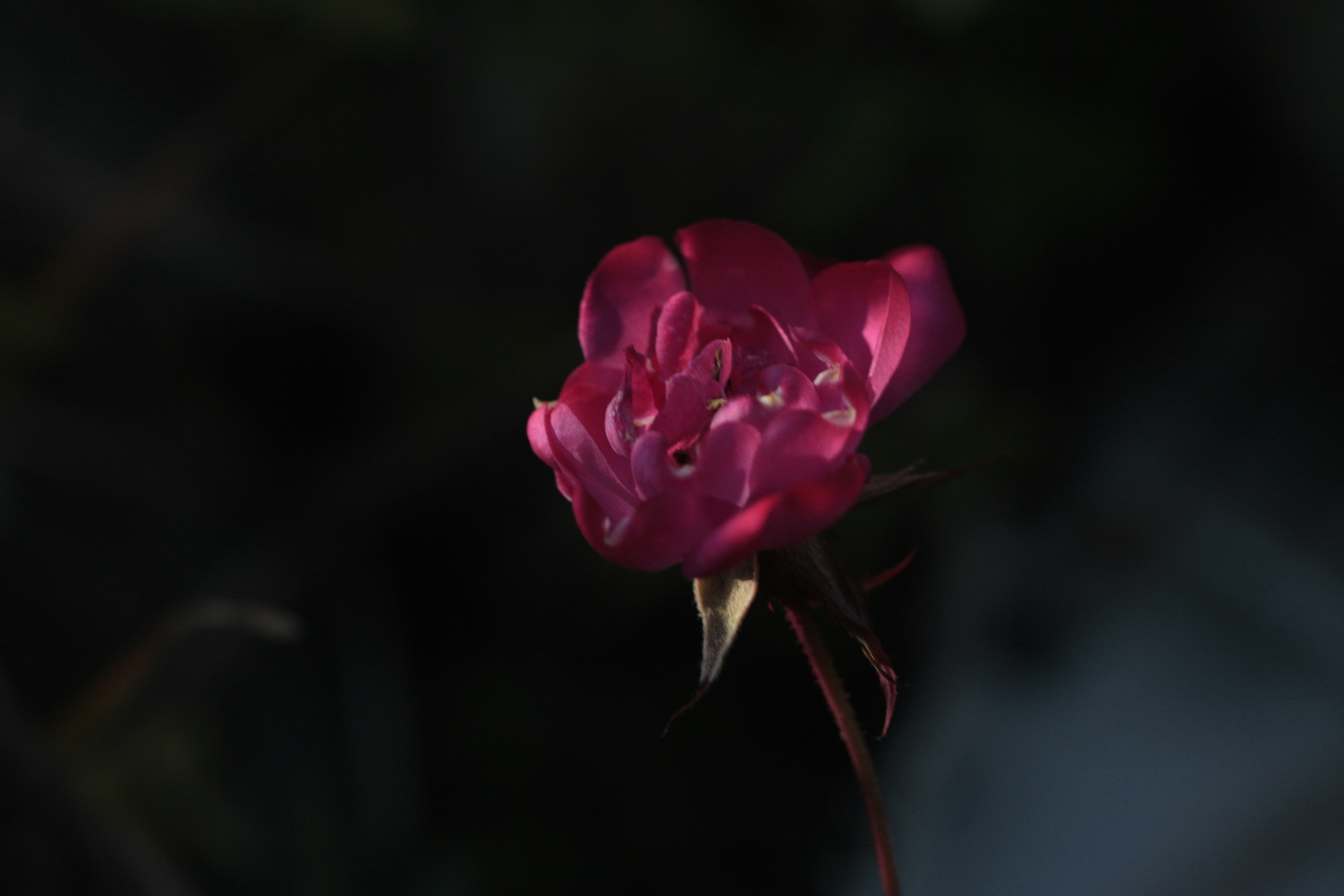 Crimson Rose in Velvet Darkness: a solitary bloom in soft isolation