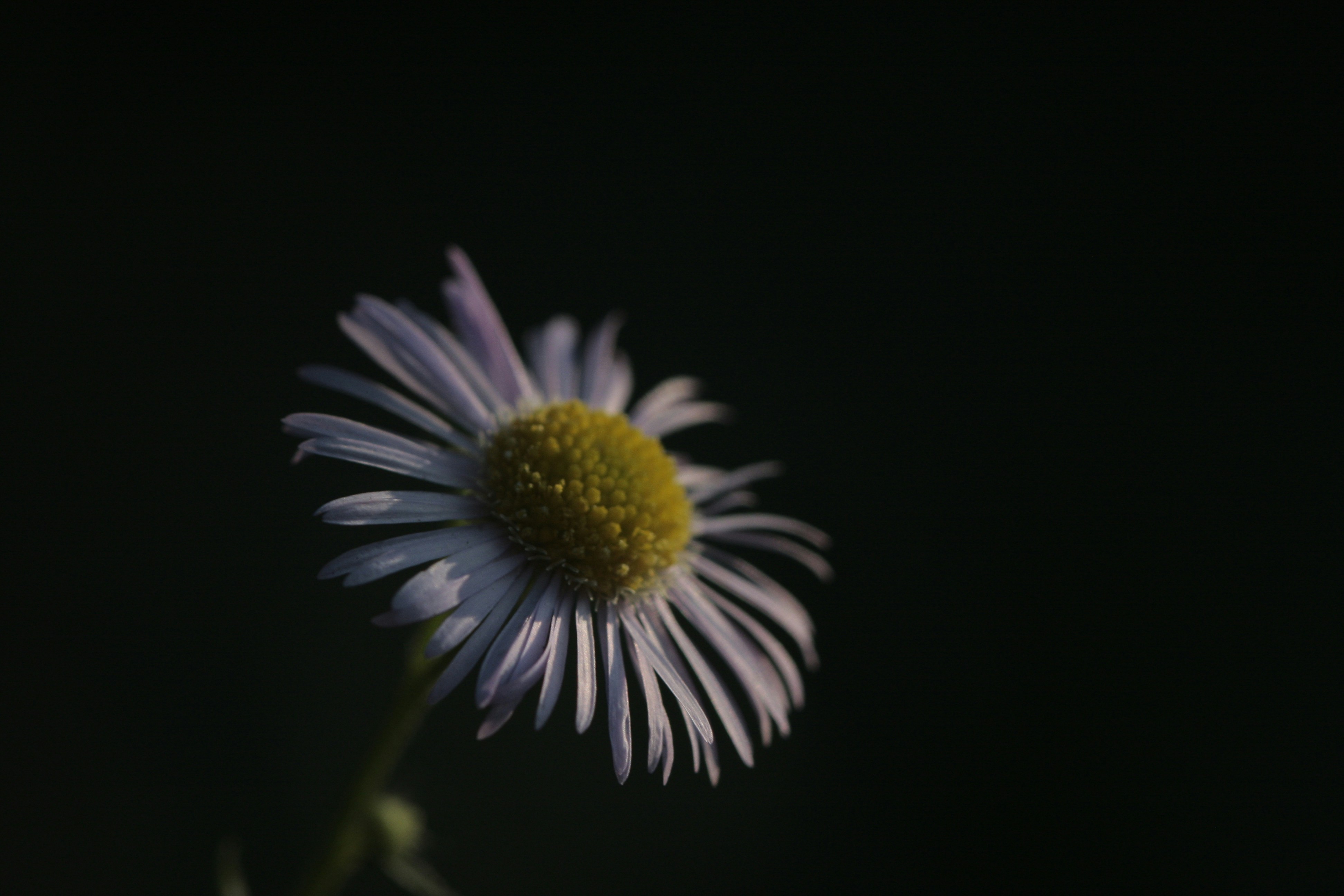 Delicate daisy with soft purple petals and a vibrant yellow center, illuminated against a dark backdrop.