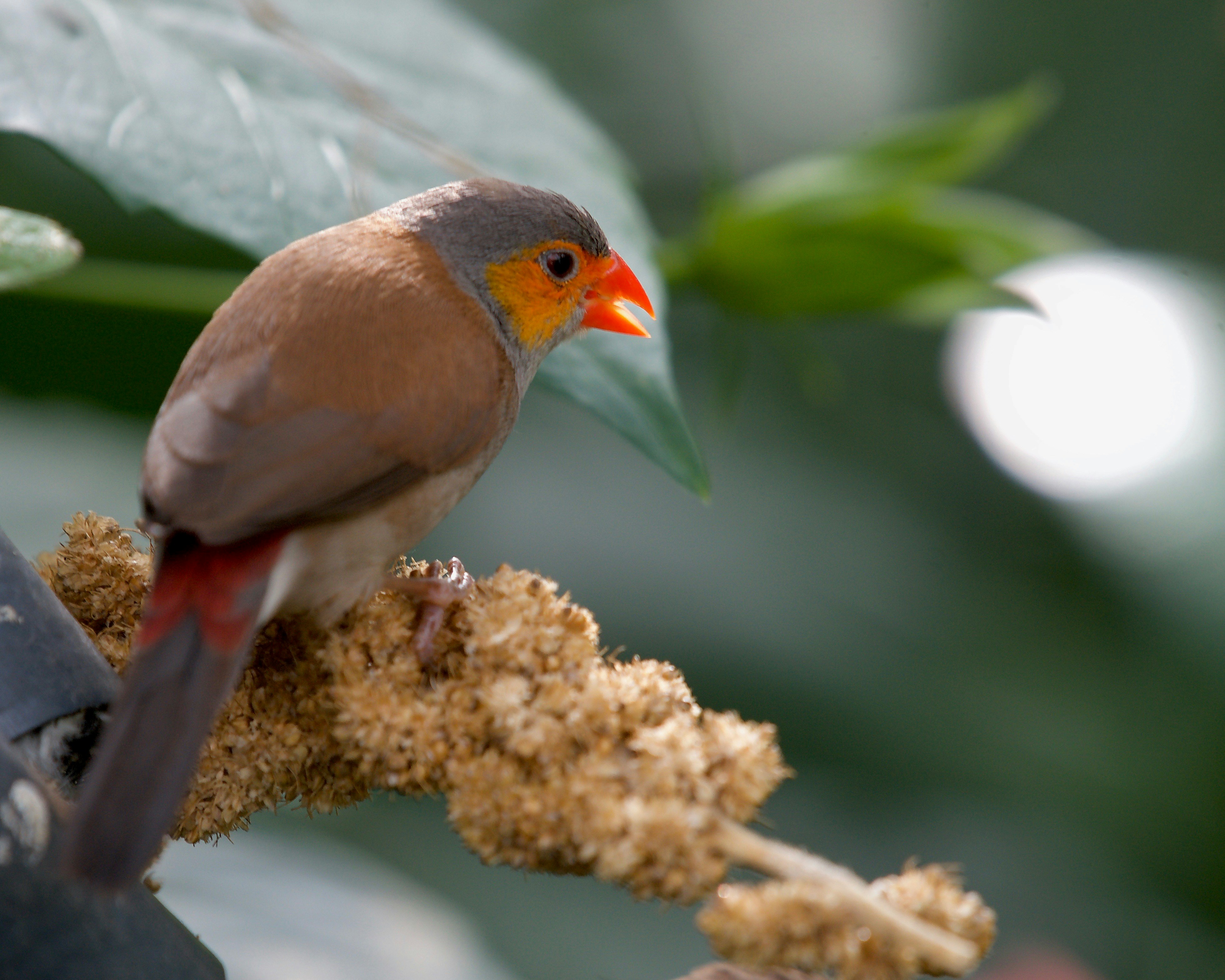 Crimson Beak on a Seed Spike: a Quiet Perch in Green Blur