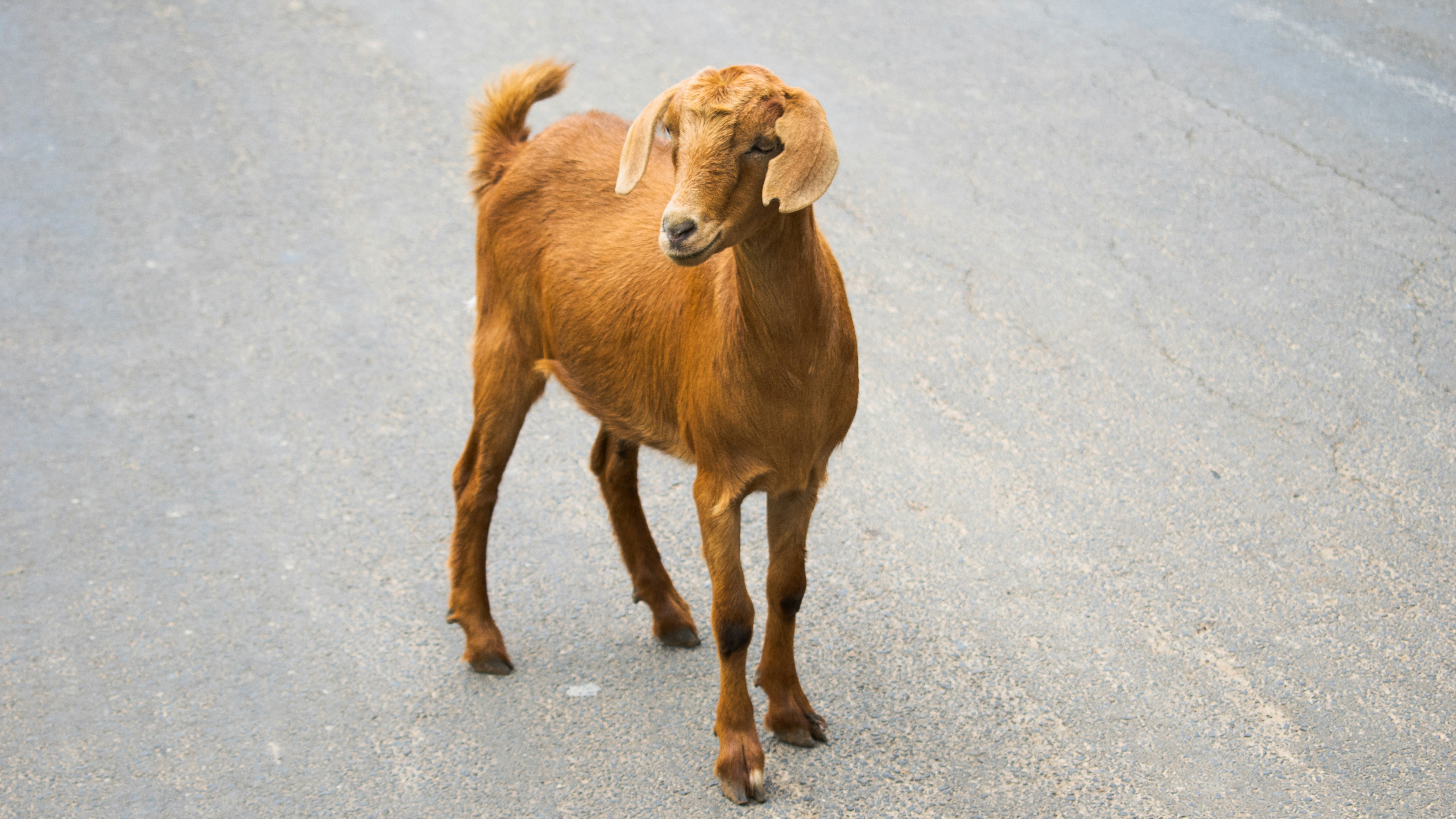 Ram Animal Pictures | Download Free Images on Unsplash
