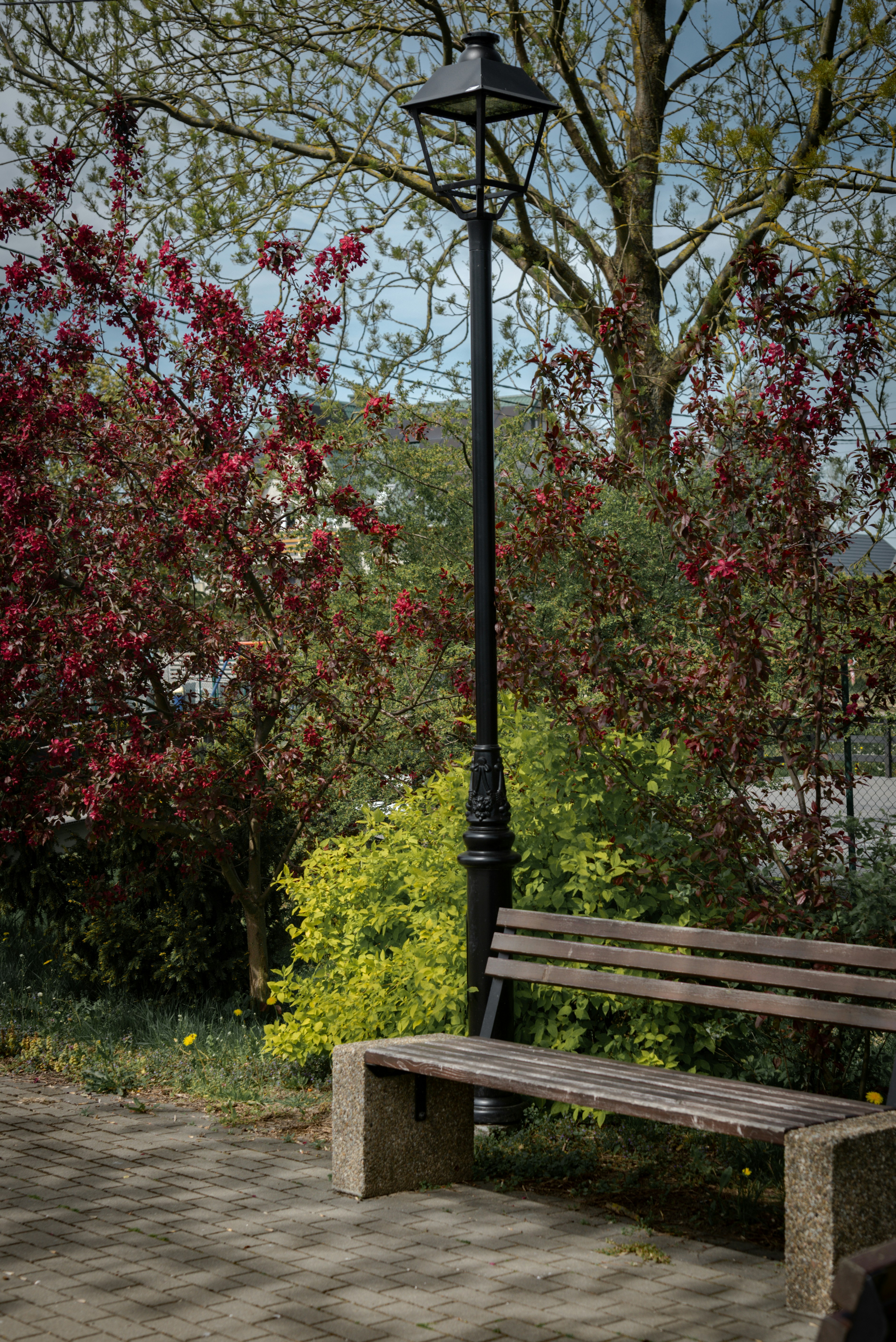 Lamppost Between Blush Trees: a Quiet Park Moment