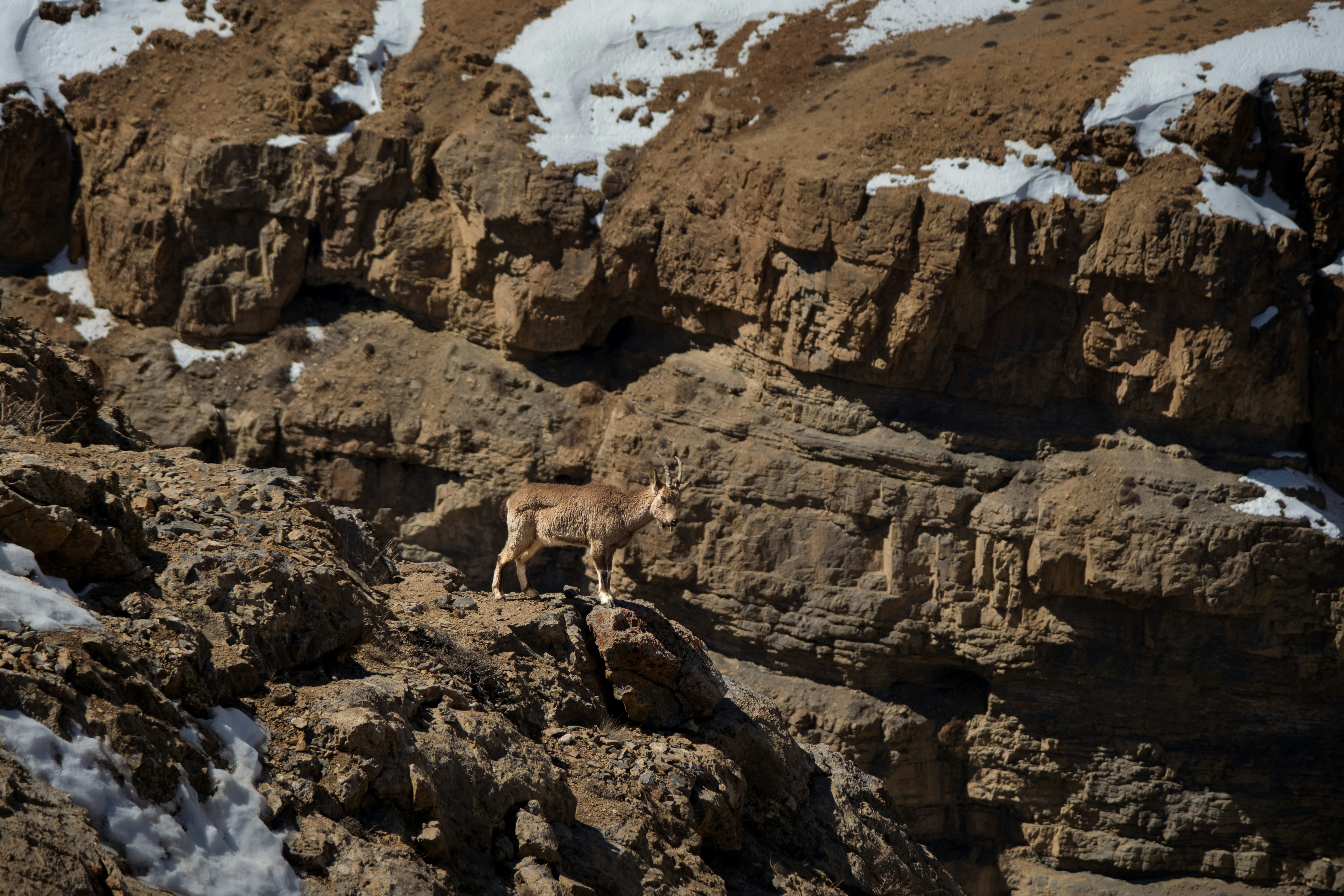 Lone Ungulate on a Snow-Dusted Ledge Amid Rugged Canyon Walls