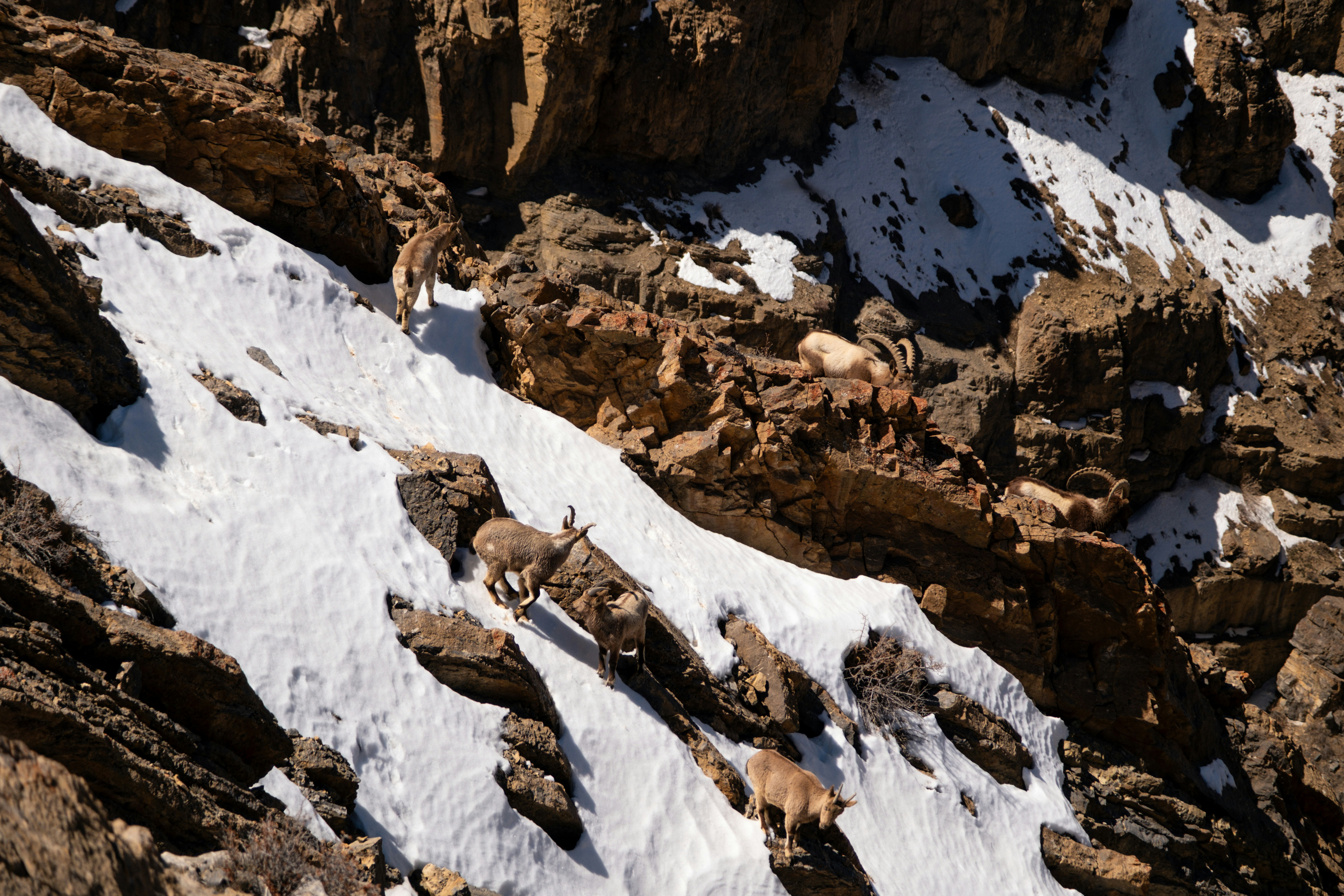 Mountain goats traverse a snowy, rocky landscape. photo – Free Mountain ...