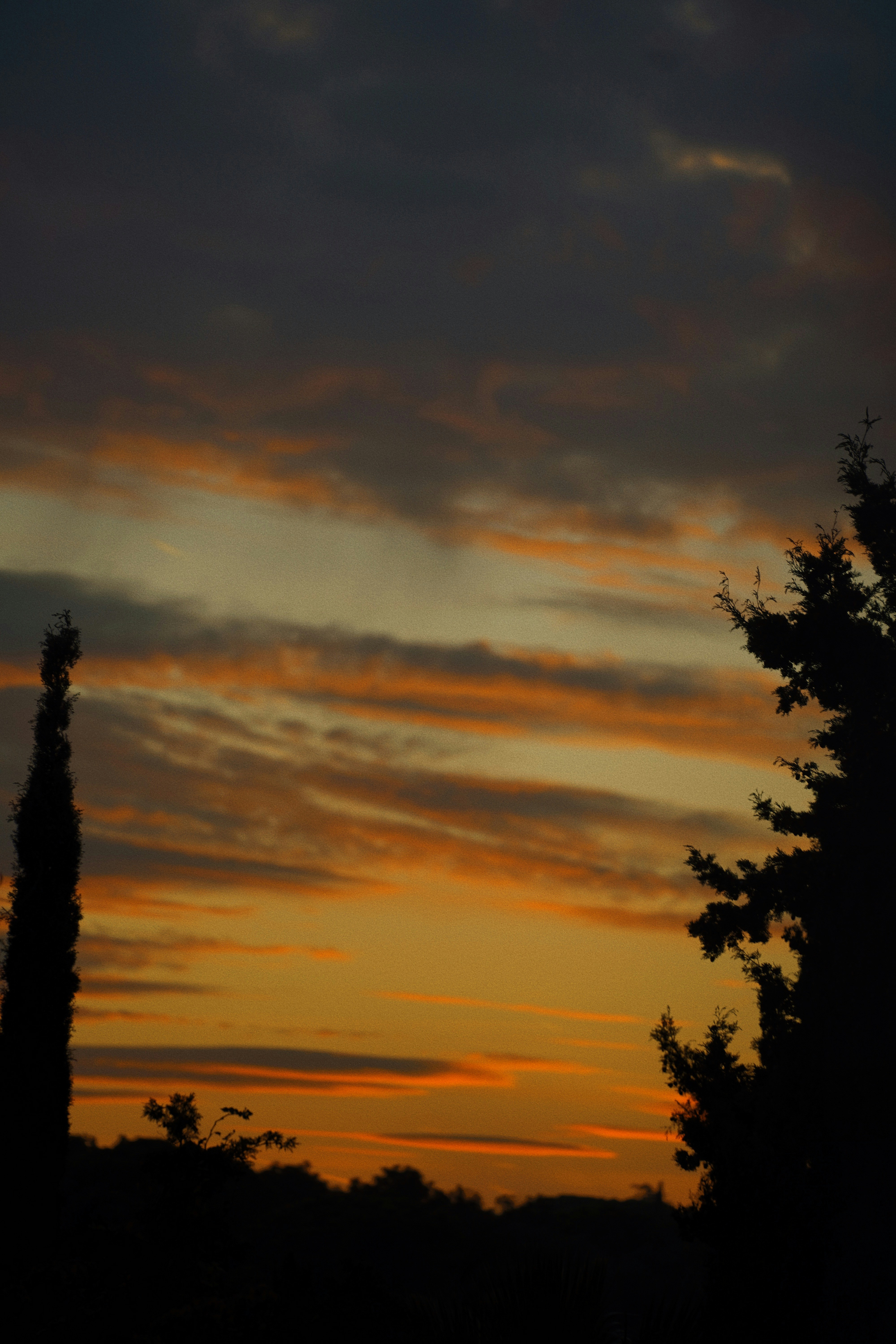 Ember Ribbon Across a Twilight Horizon Framed by Silhouetted Pines