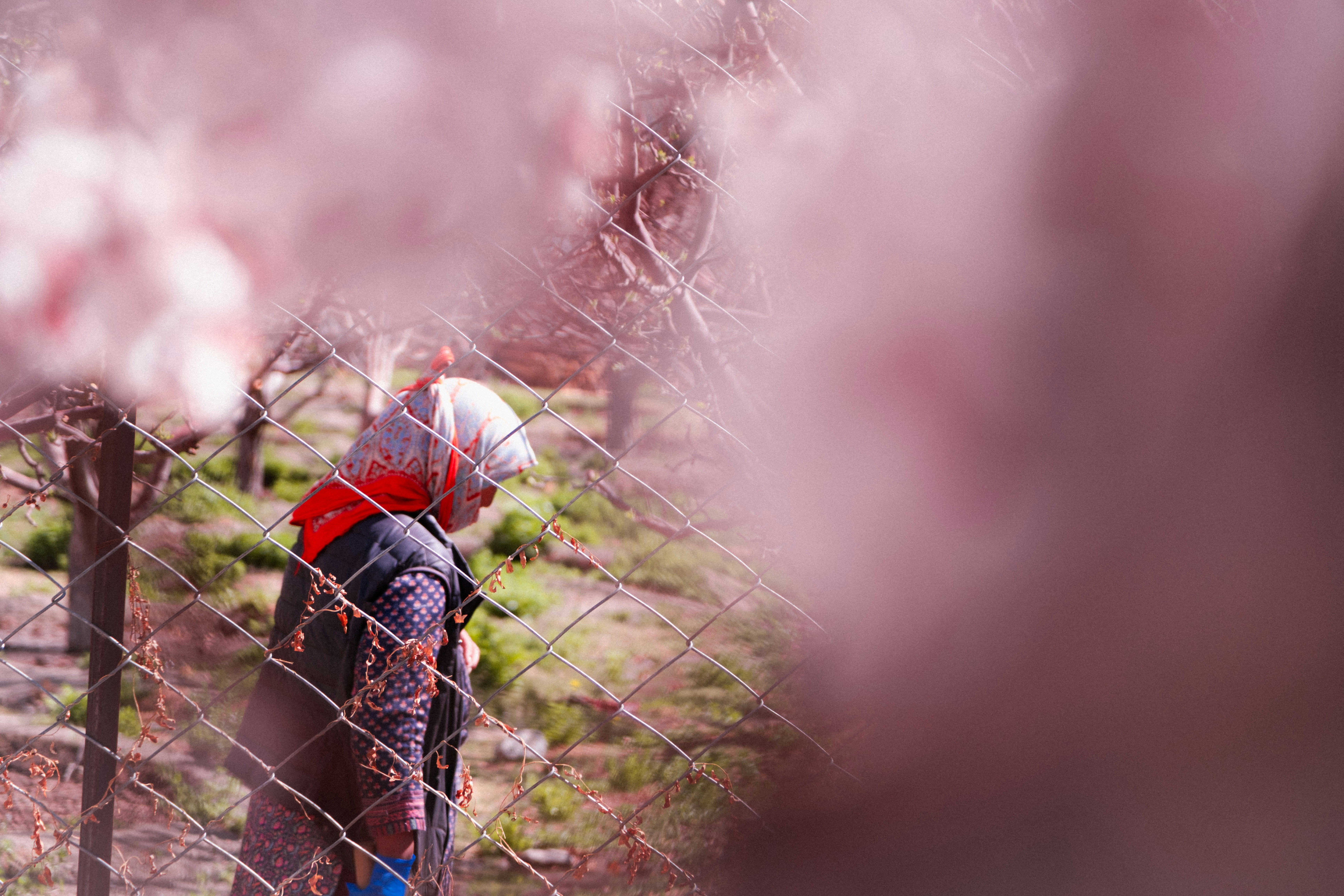 Whispers of Spring: A Gardener's Touch