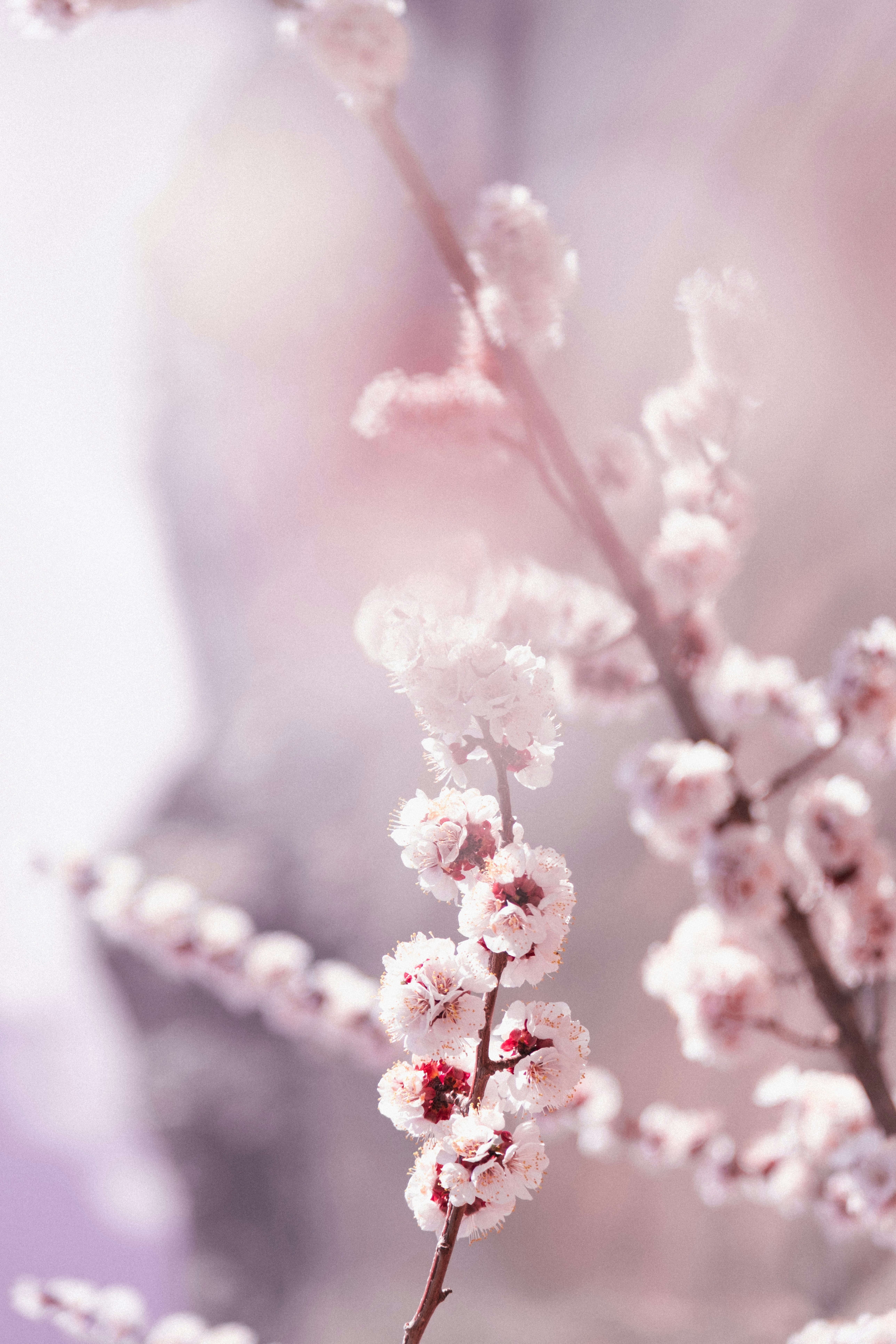 Petals in Frost: A Close-Up of Frosted Cherry Blossoms in Soft Pastel Light