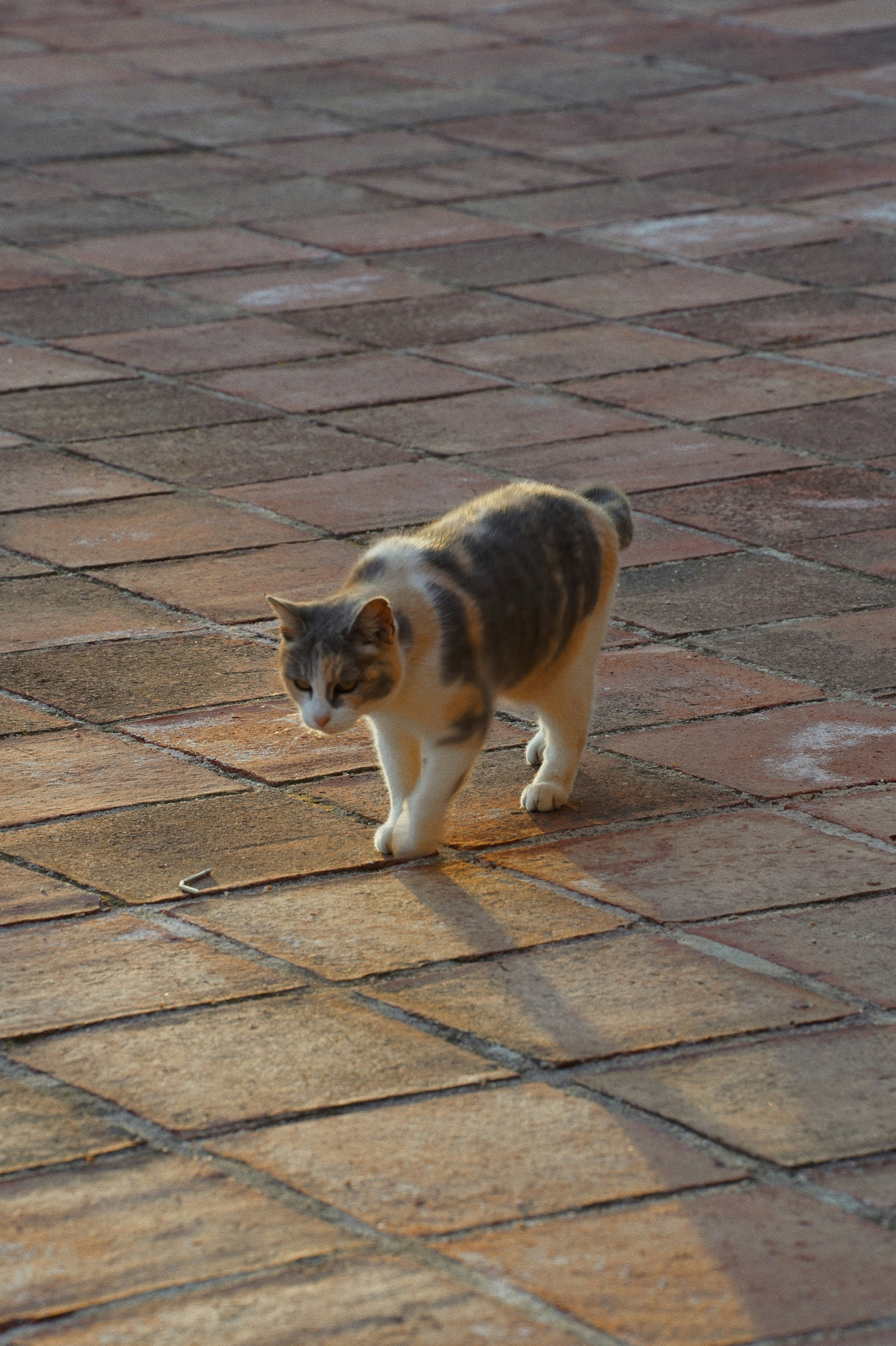Calico in Golden Hour: A Quiet Stroll on Brick Pavers