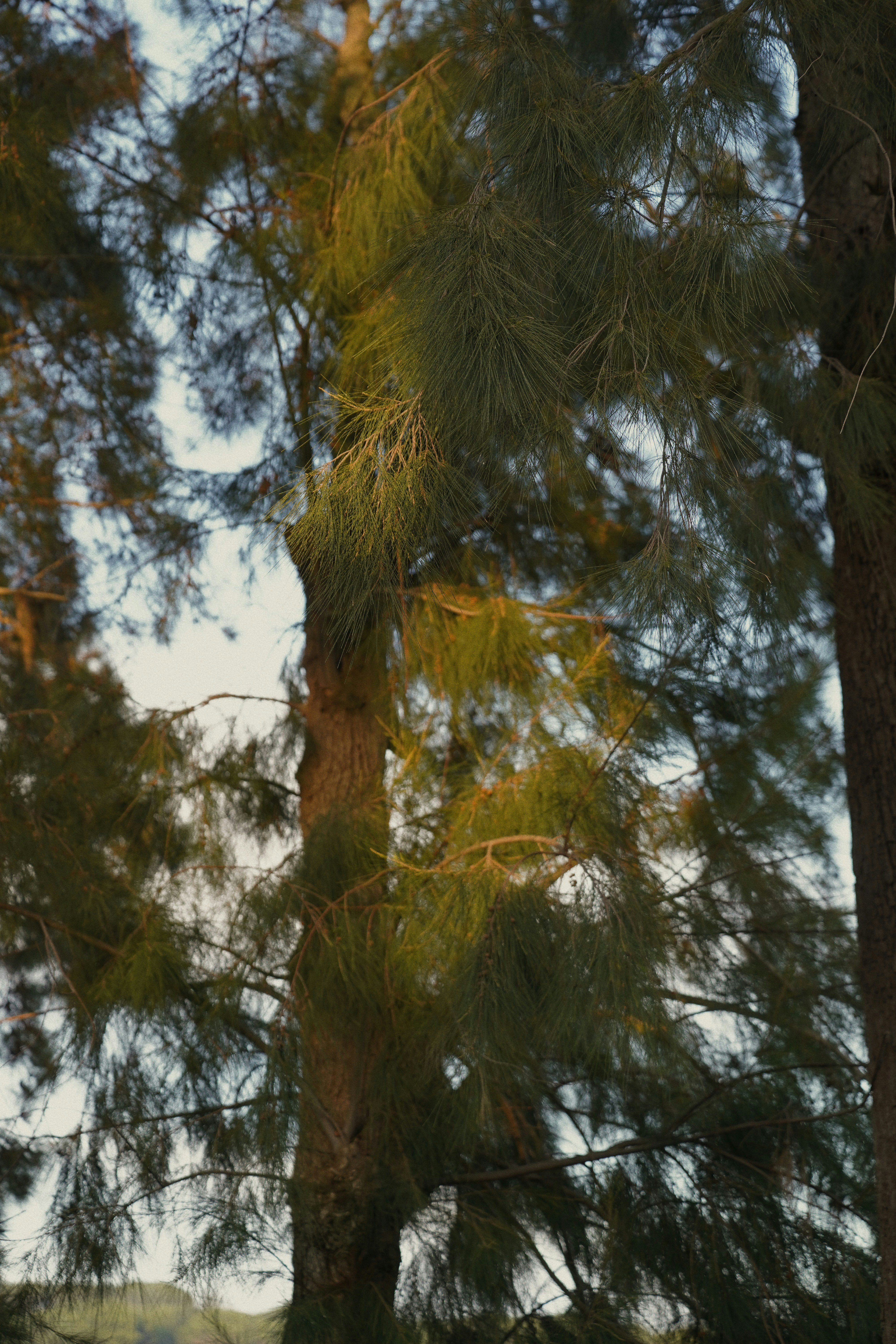 Golden Pine Veins: Sunlit Threads Through a Quiet Forest