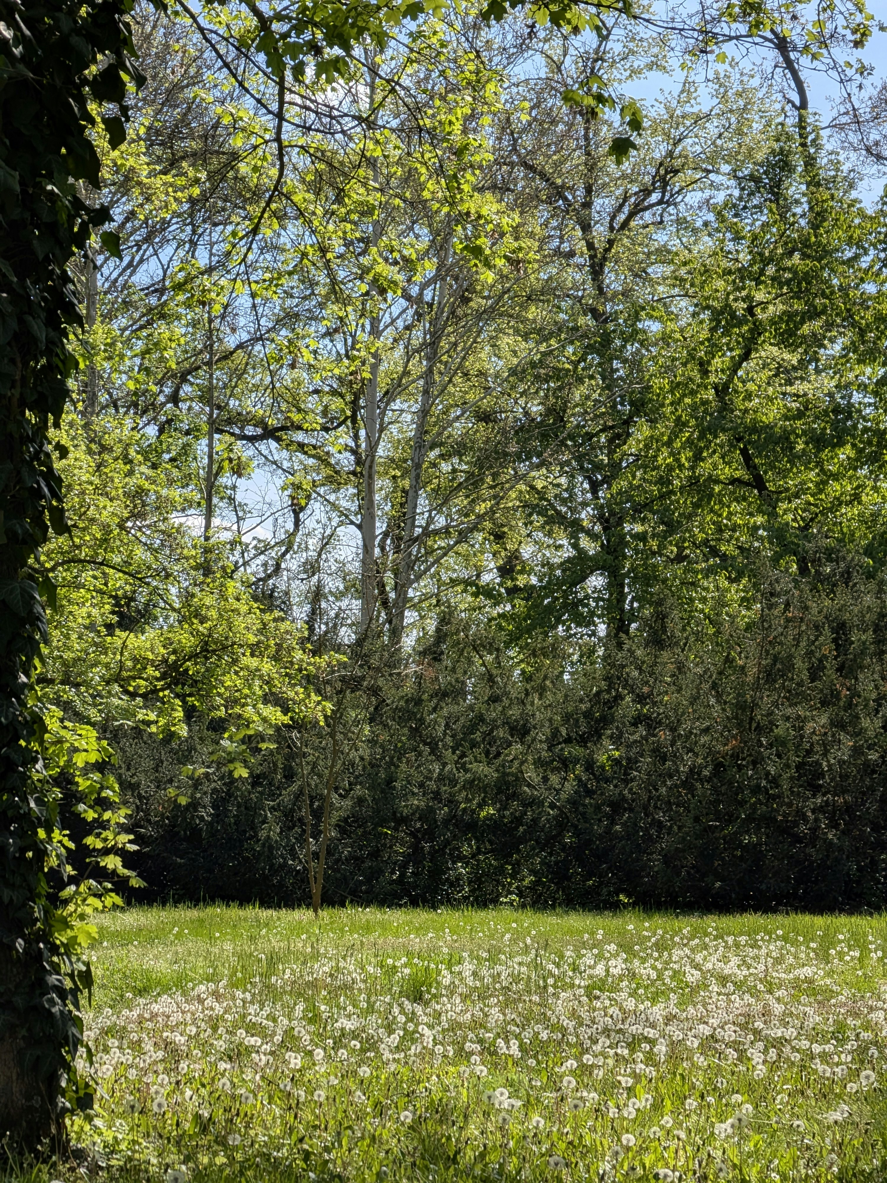 A grassy field blossoms with white flowers and trees.
