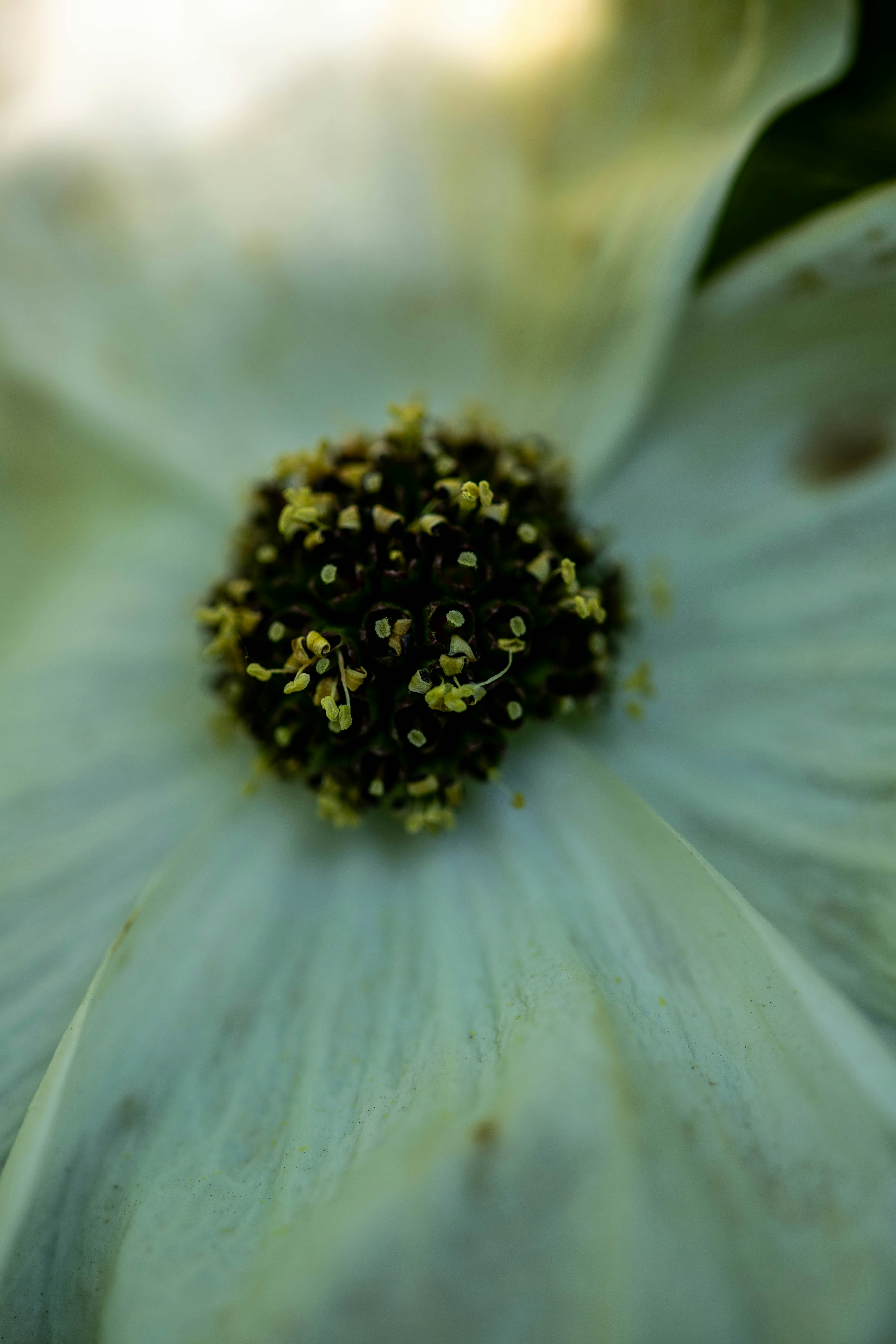 Emerald Heart: Macro Close-Up of a Pale-Green Poppy