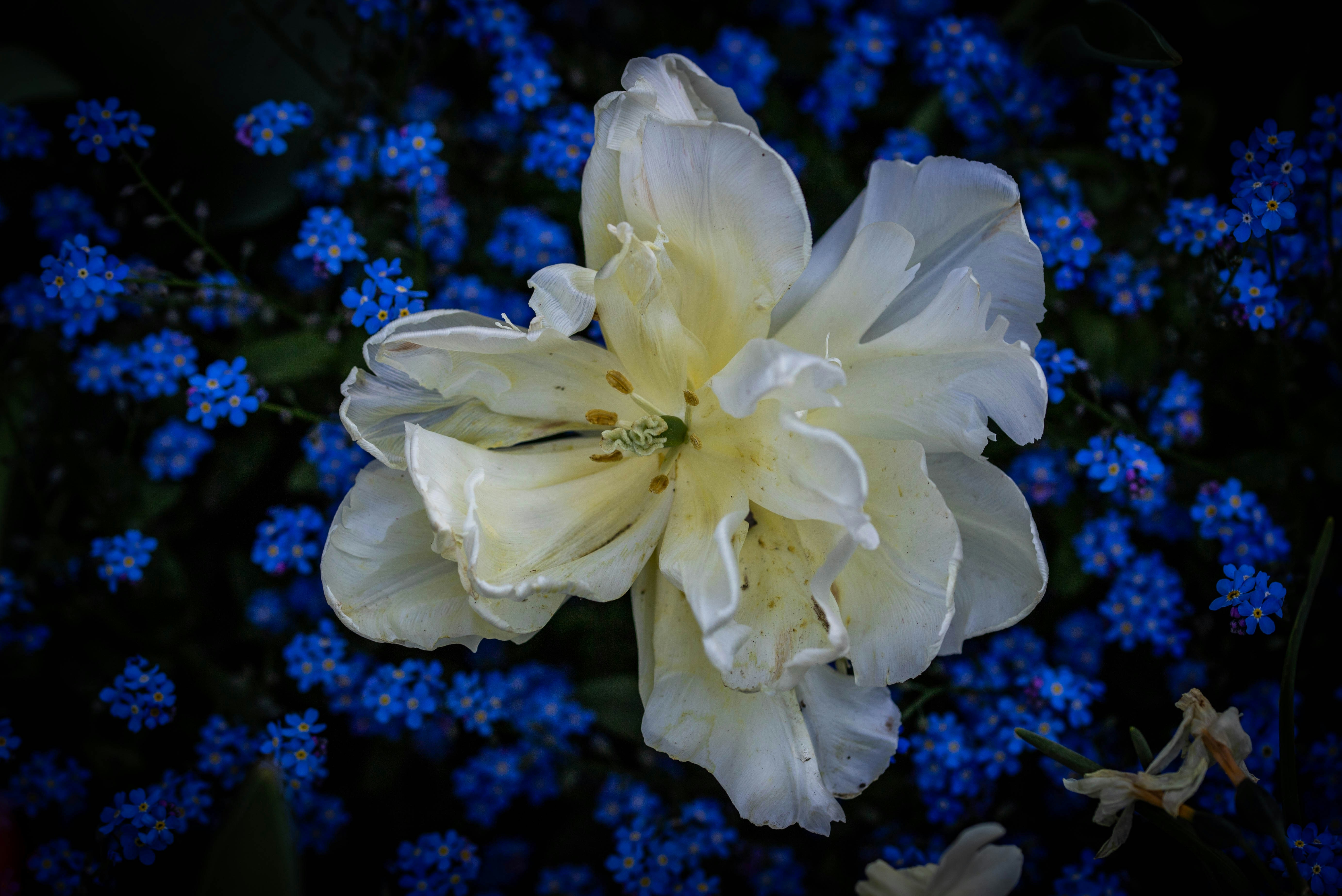 Ivory Bloom Rising Through a Sea of Cobalt Forget-Me-Nots