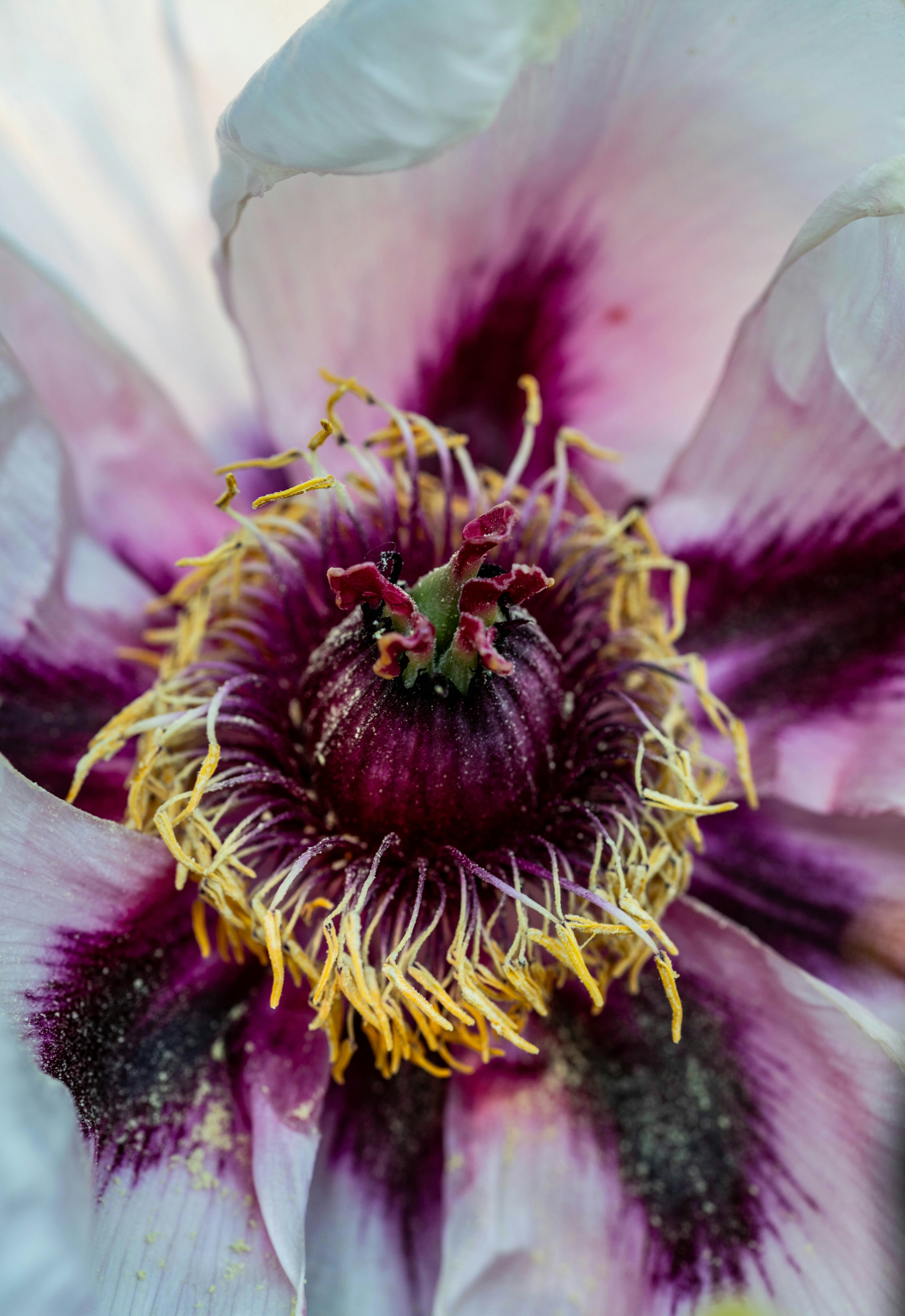  petals meeting at the heart: a macro bloom crowned with golden filaments