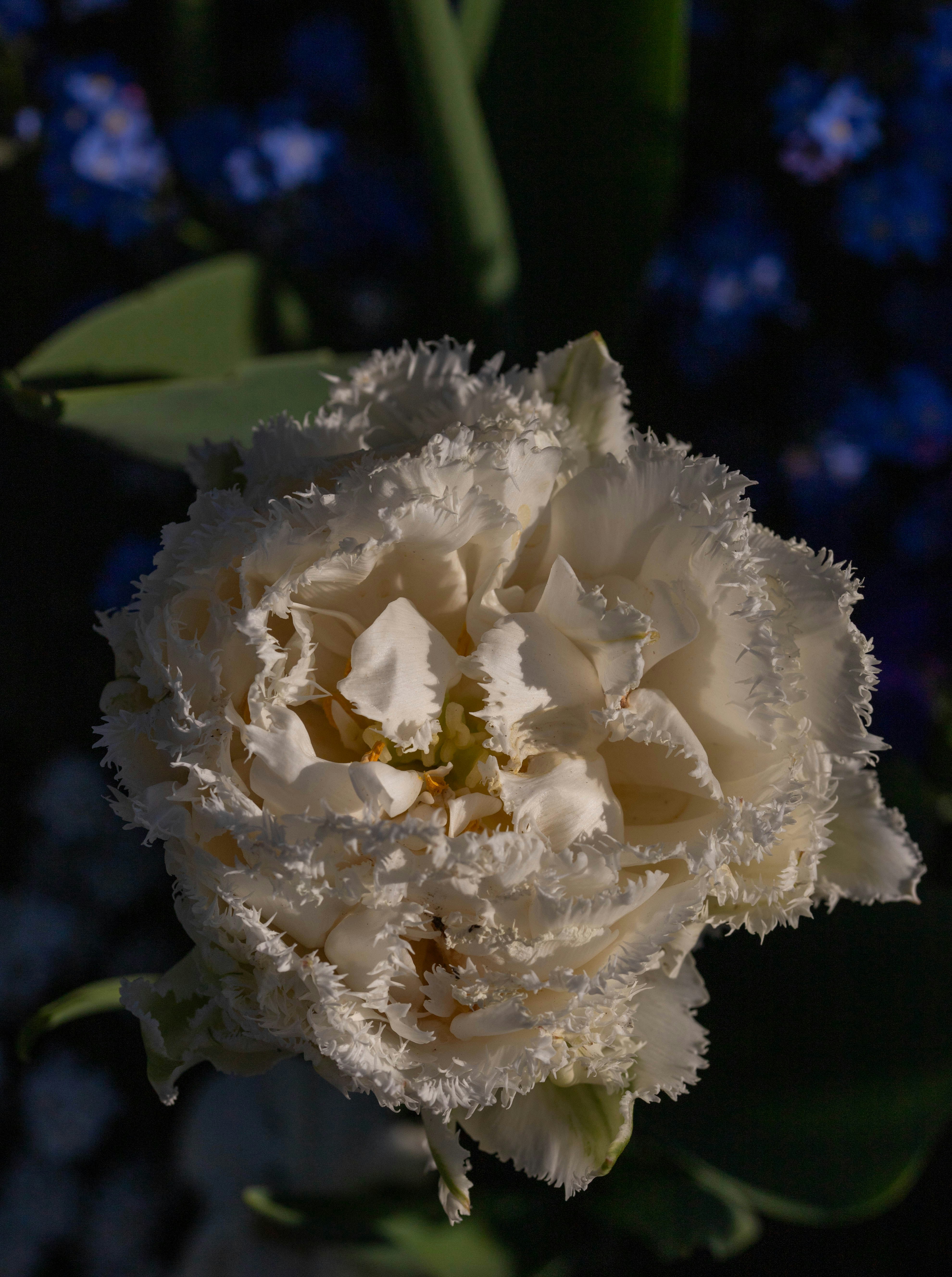 Ivory Frill in Velvet Shadow: A Frilled Carnation's Quiet Glow