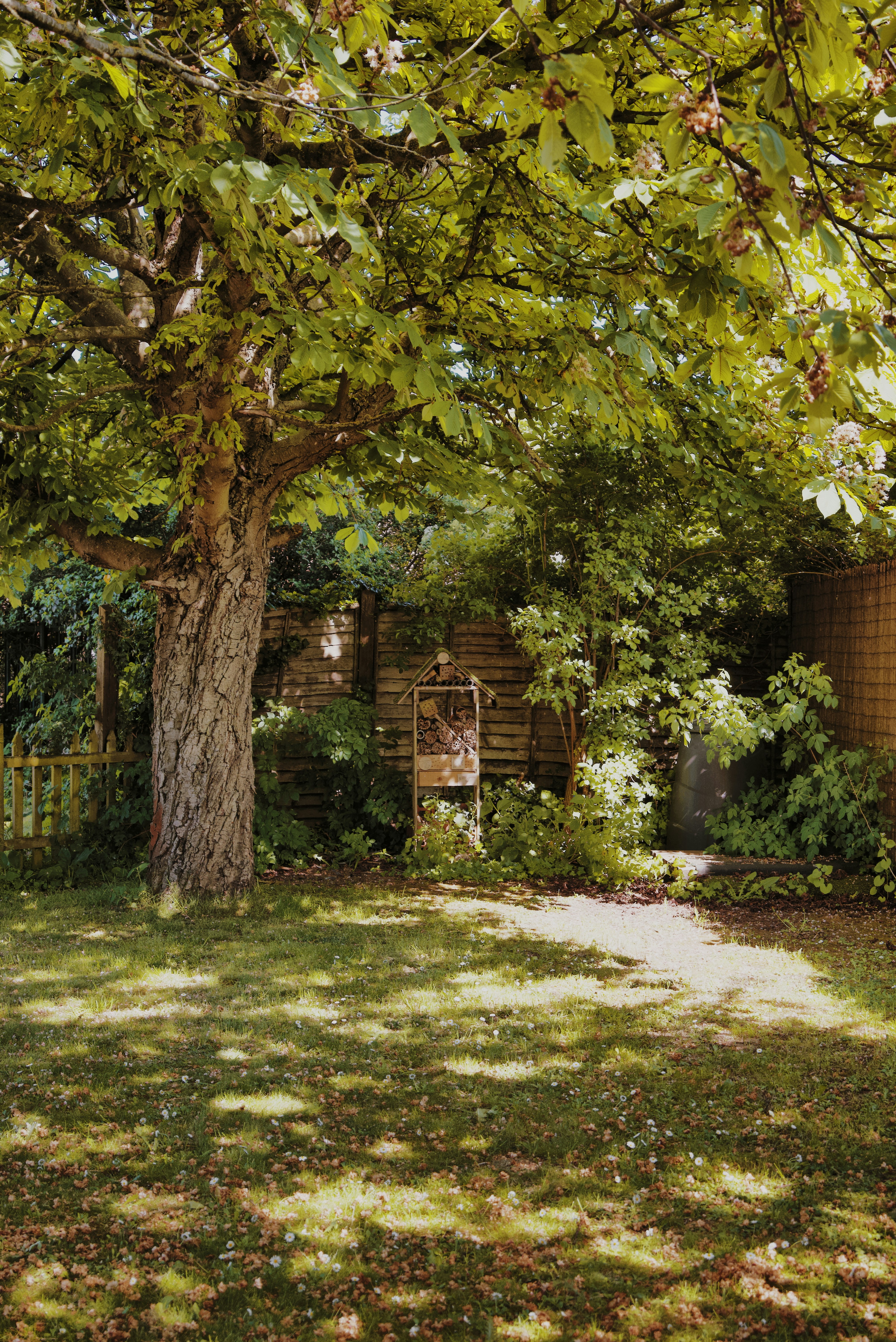 A shady tree casts shadows in a garden. photo – Free Image on Unsplash