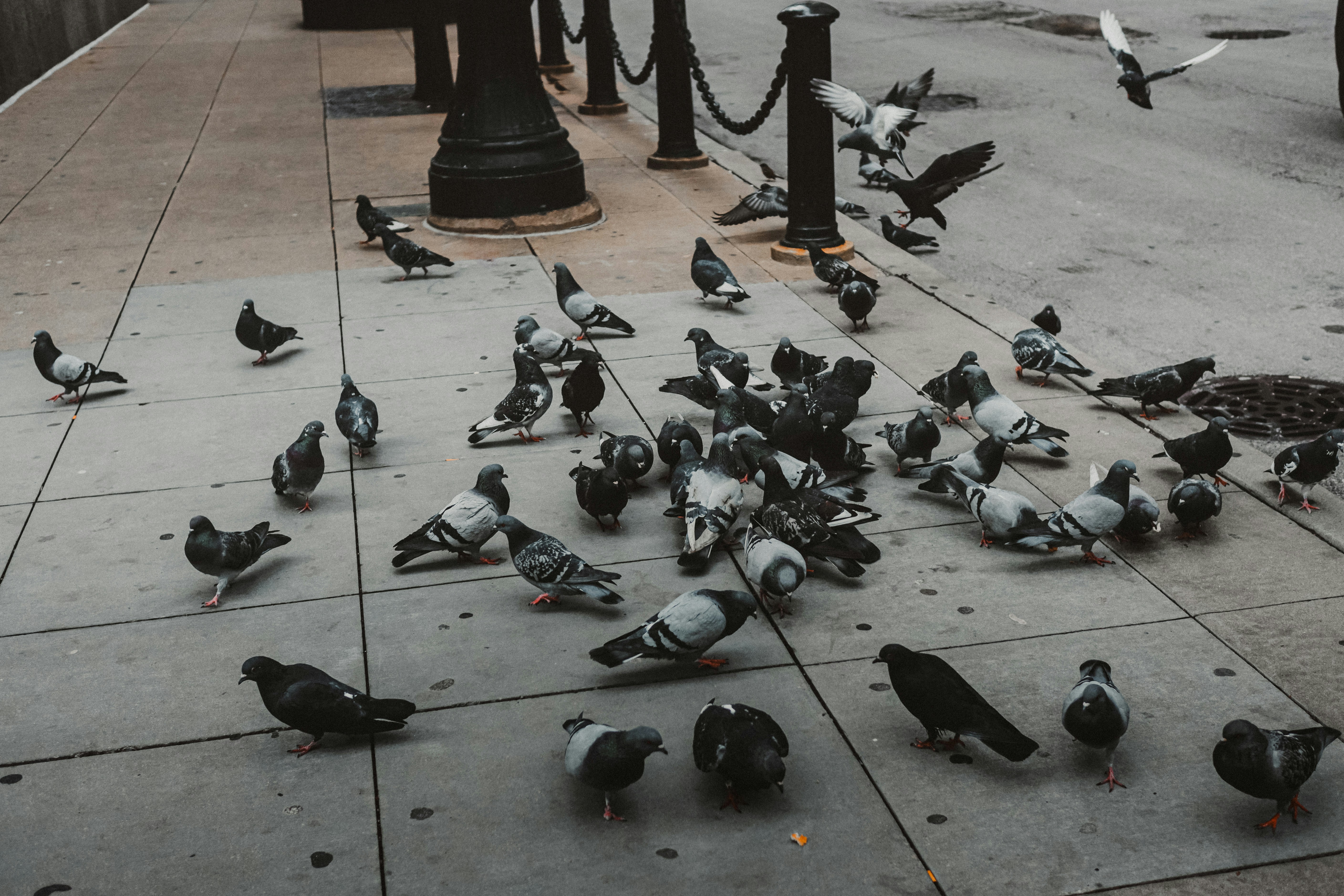 A flock of pigeons gathers on the sidewalk. photo – Free Street ...