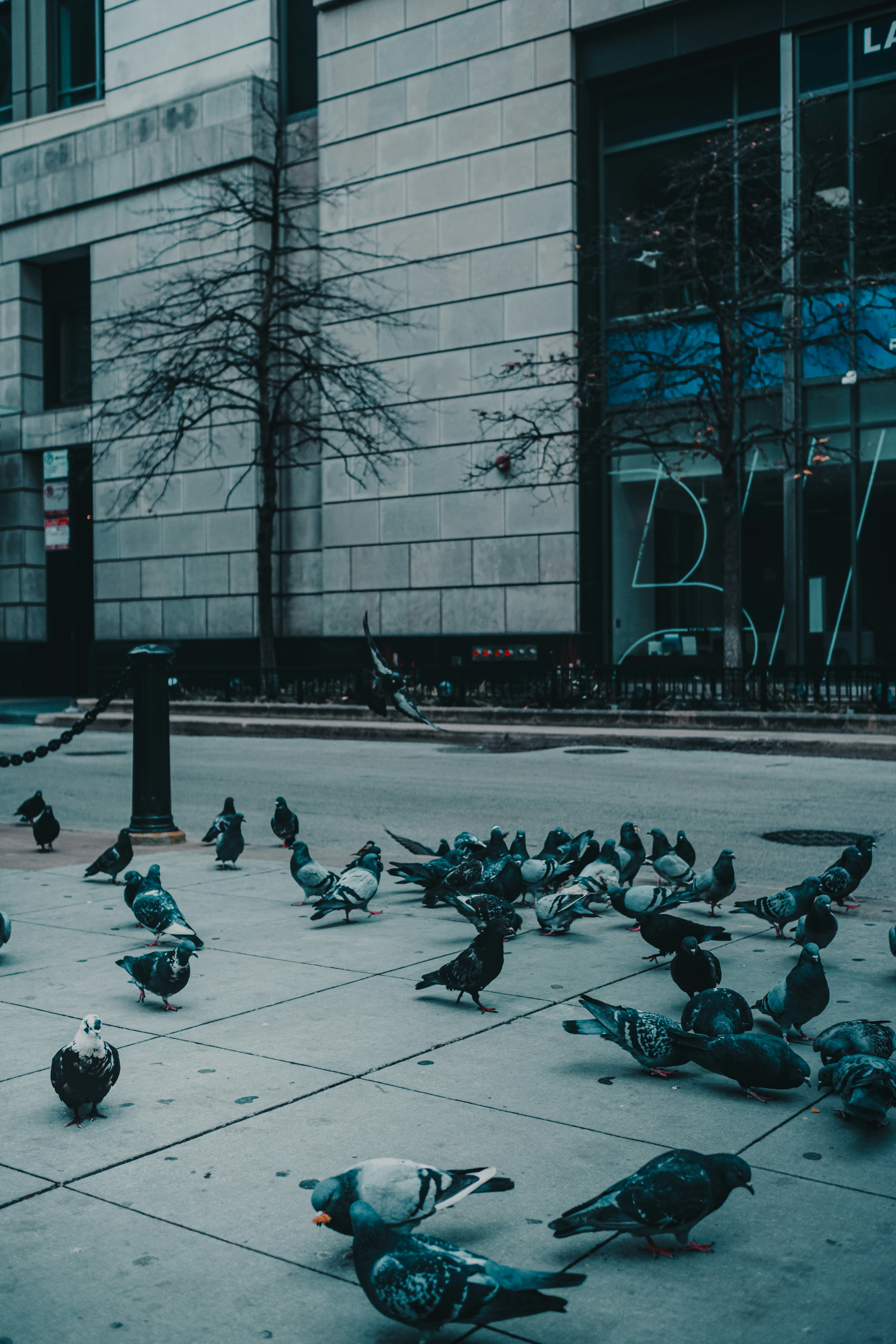 Blue-Tinted Urban Plaza: Pigeons Muster on Concrete
