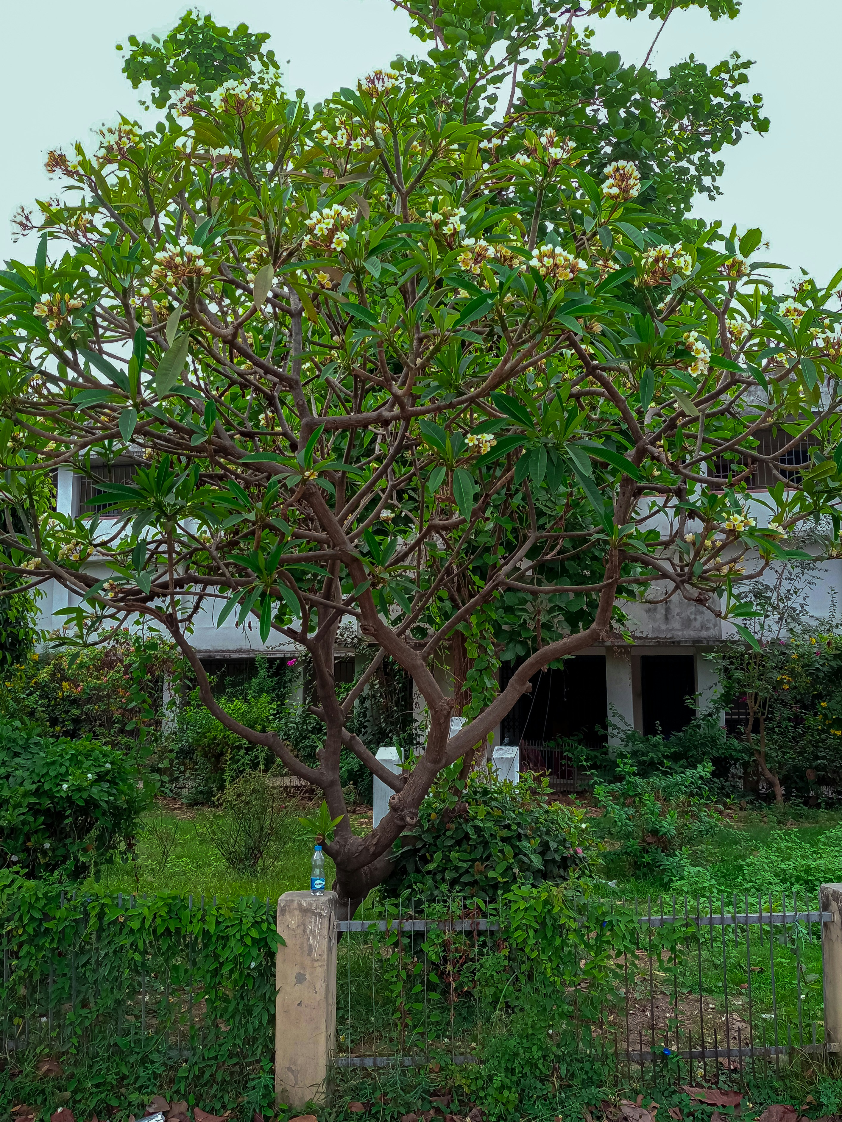 A Plumeria tree with a lot of flowers in front of a building.