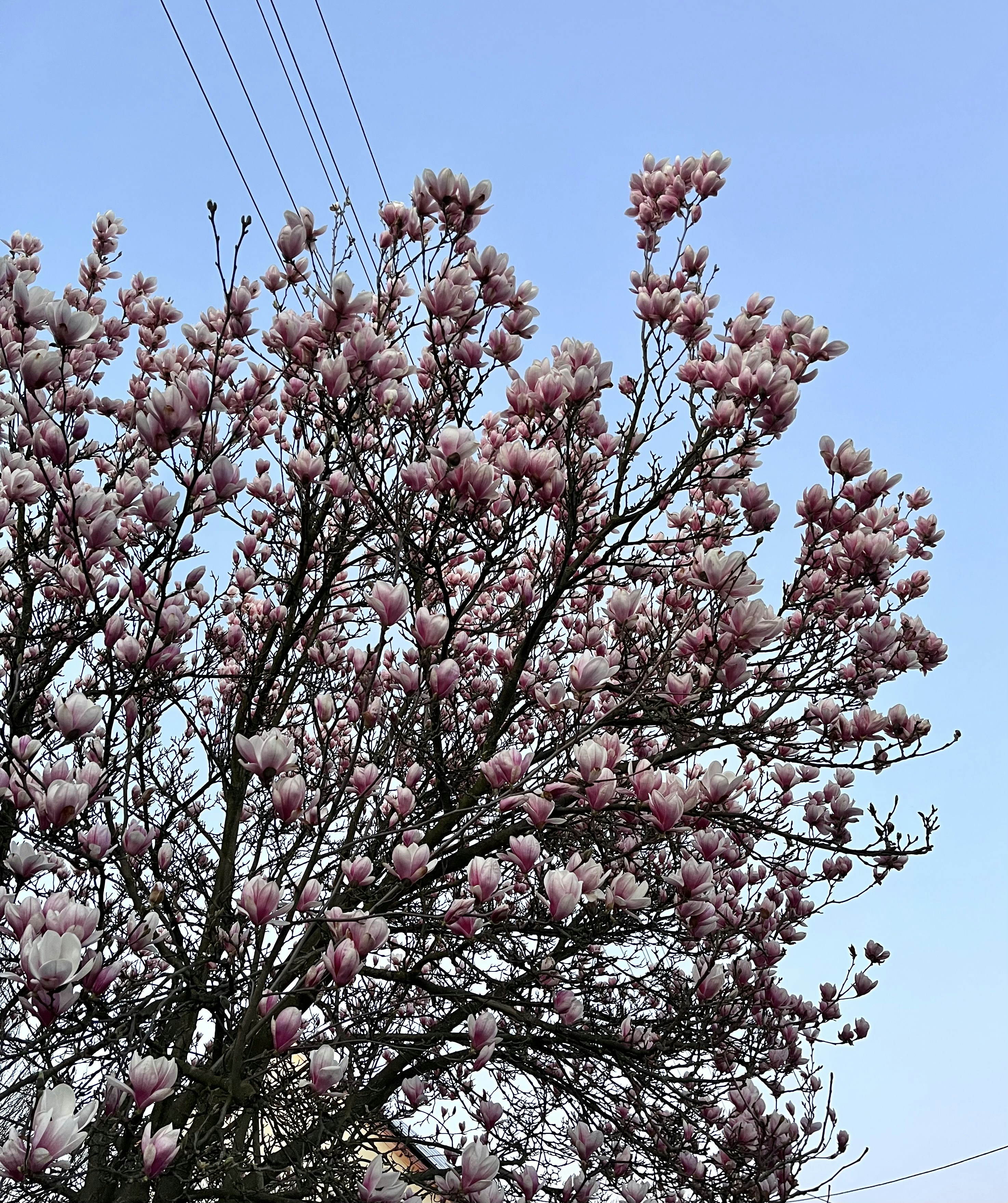 Magnolia Choir: Powder-Pink Blossoms Against a Crisp Blue Sky
