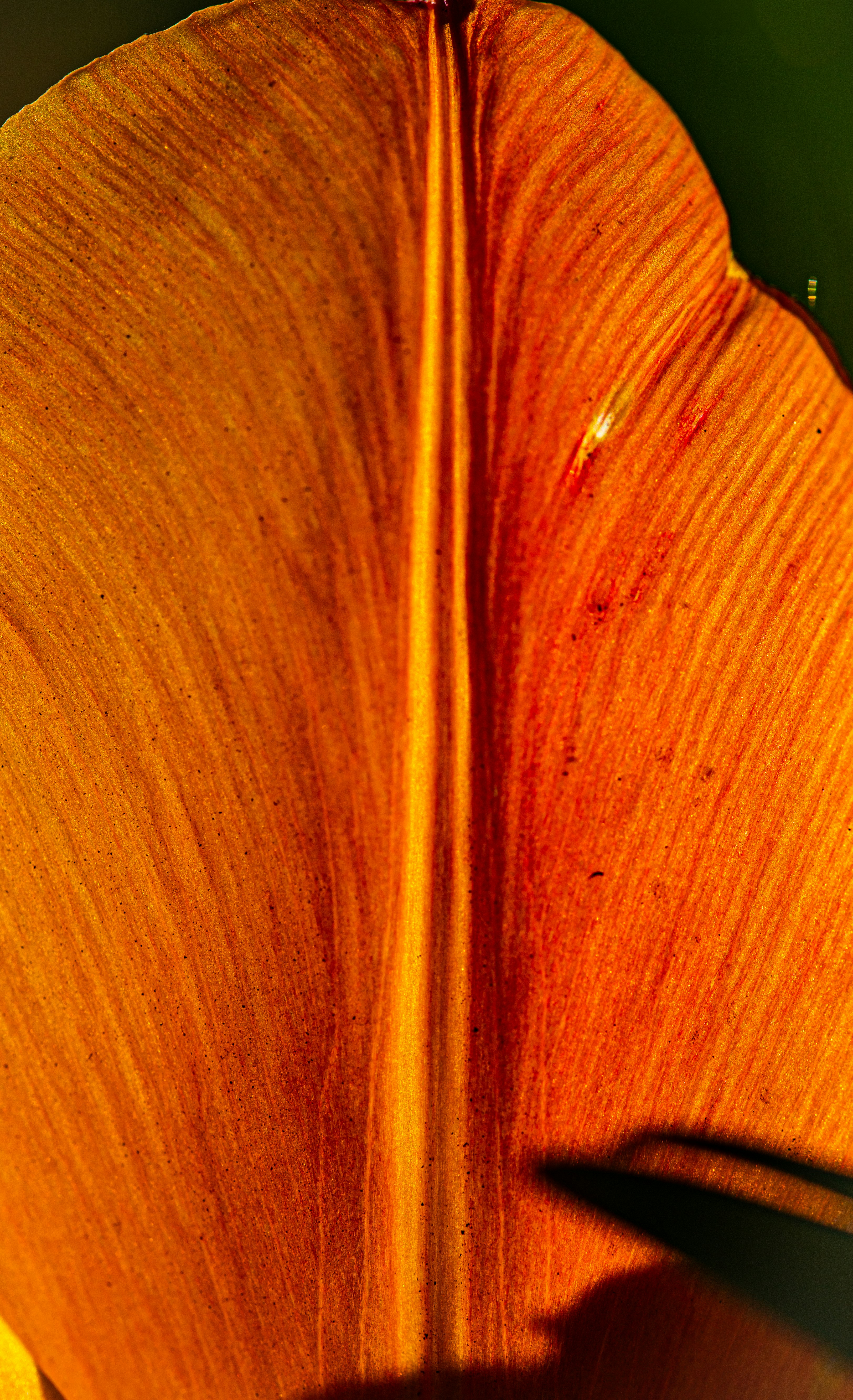 The Radiant Veins of Nature