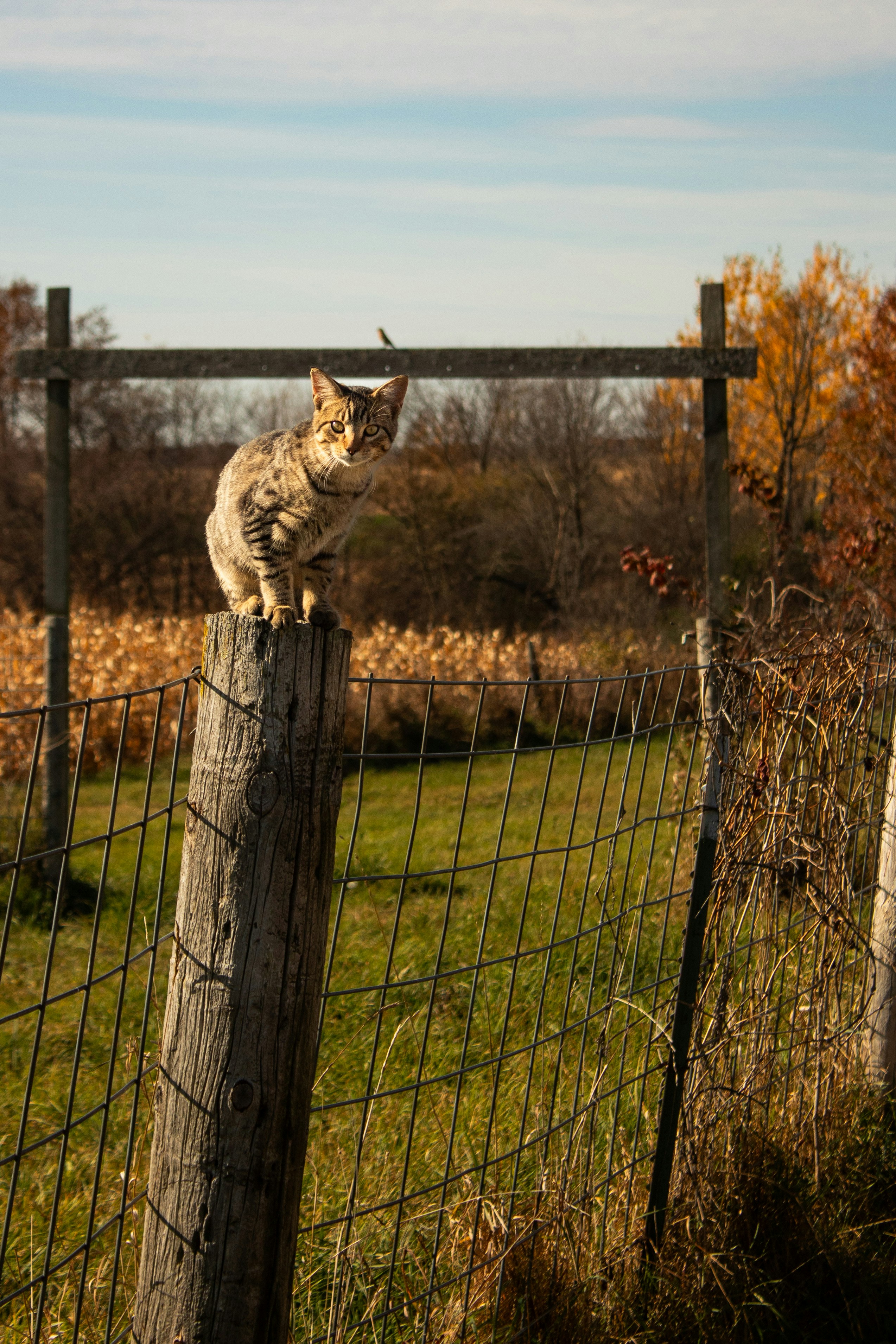 Autumn Sentinel: Tabby on a Weathered Fence Post